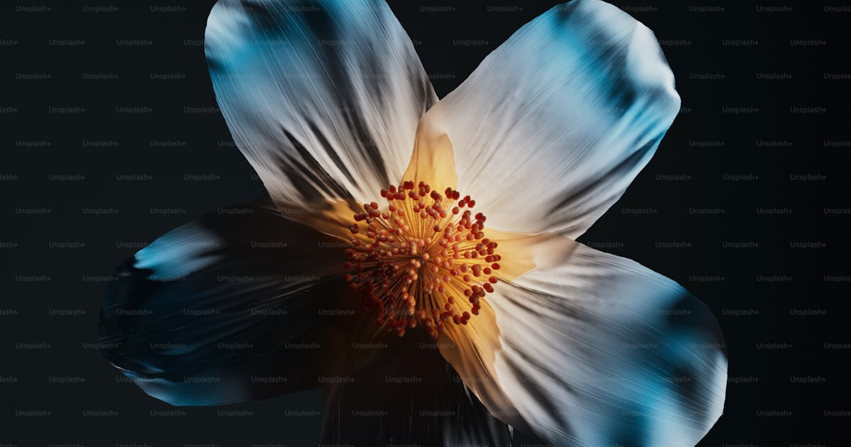 黒い背景に白と青の花の写真 アネモネ Unsplashの写真