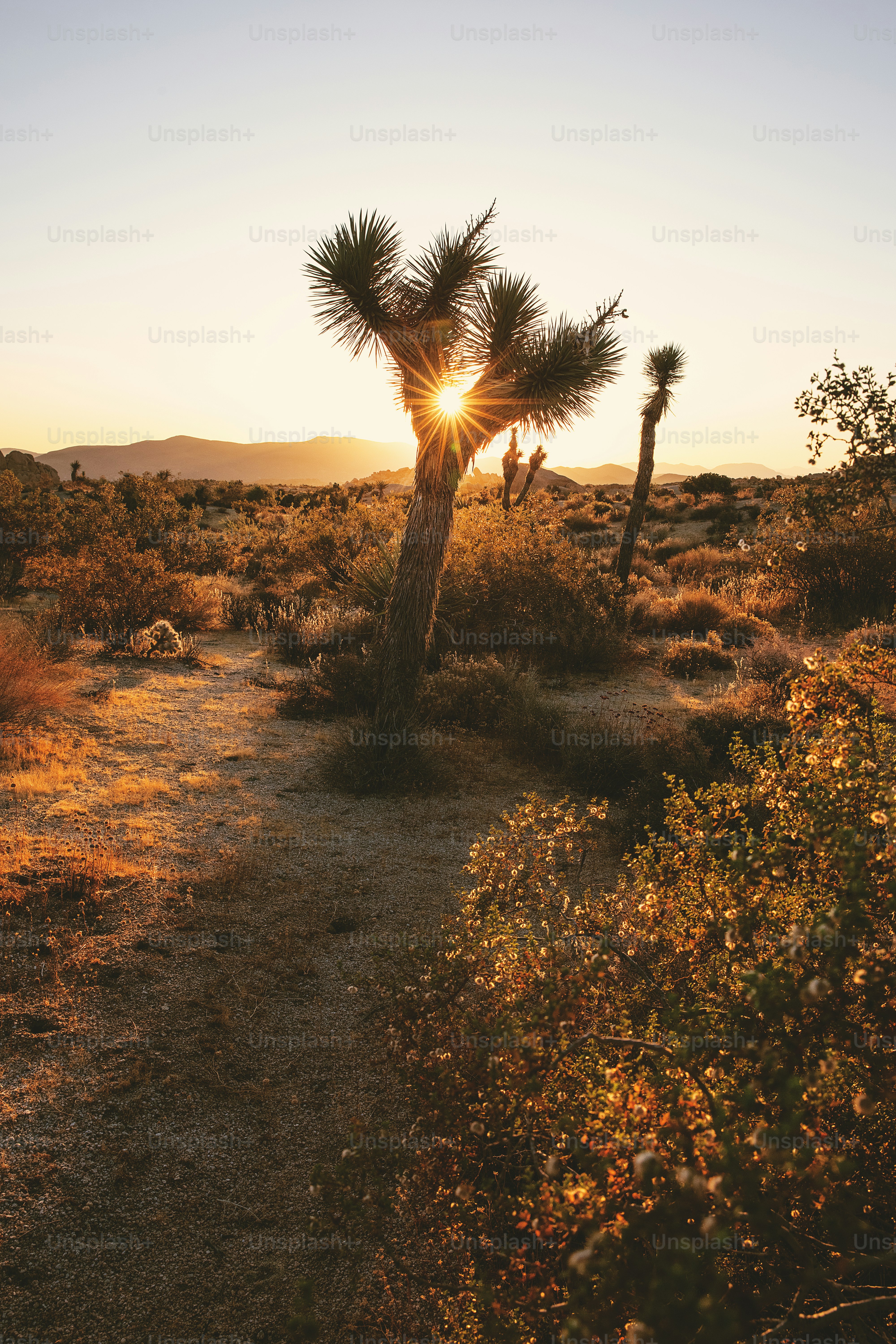 A desert landscape with rocks and bushes photo – Desert Image on Unsplash
