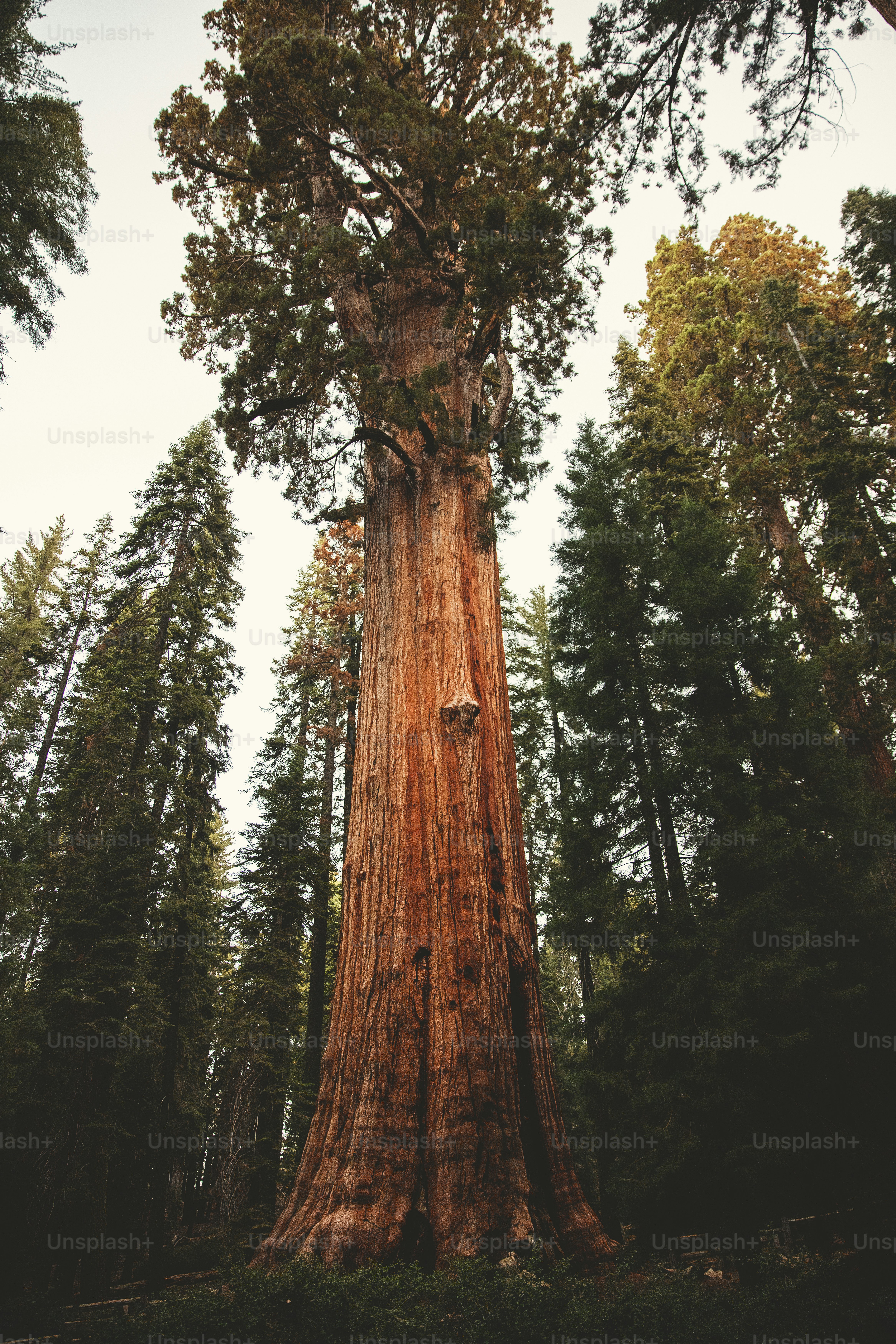 A large tree in the middle of a forest photo – Sequoia national park ...