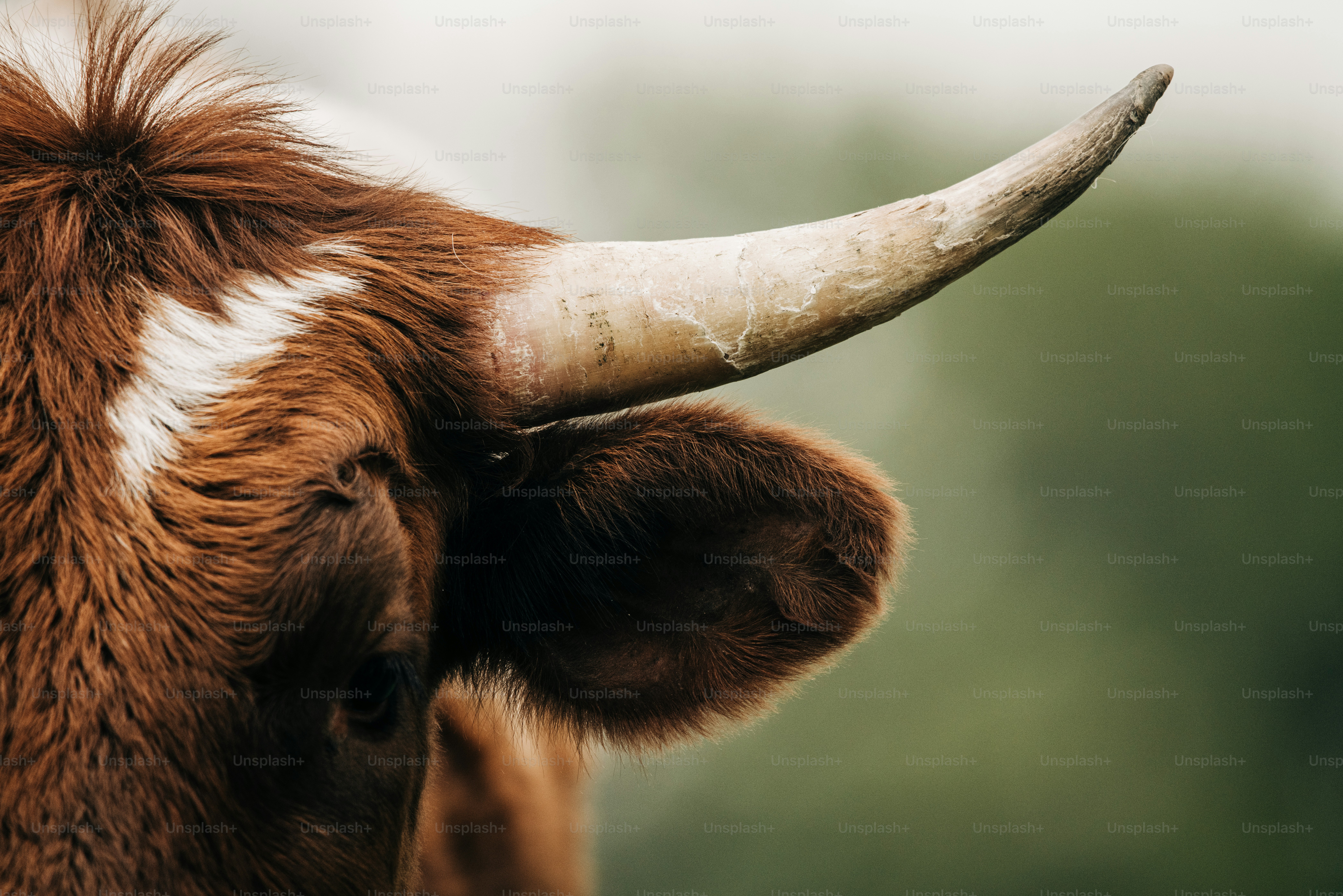 500+ Horn Pictures [HD] | Download Free Images on Unsplash