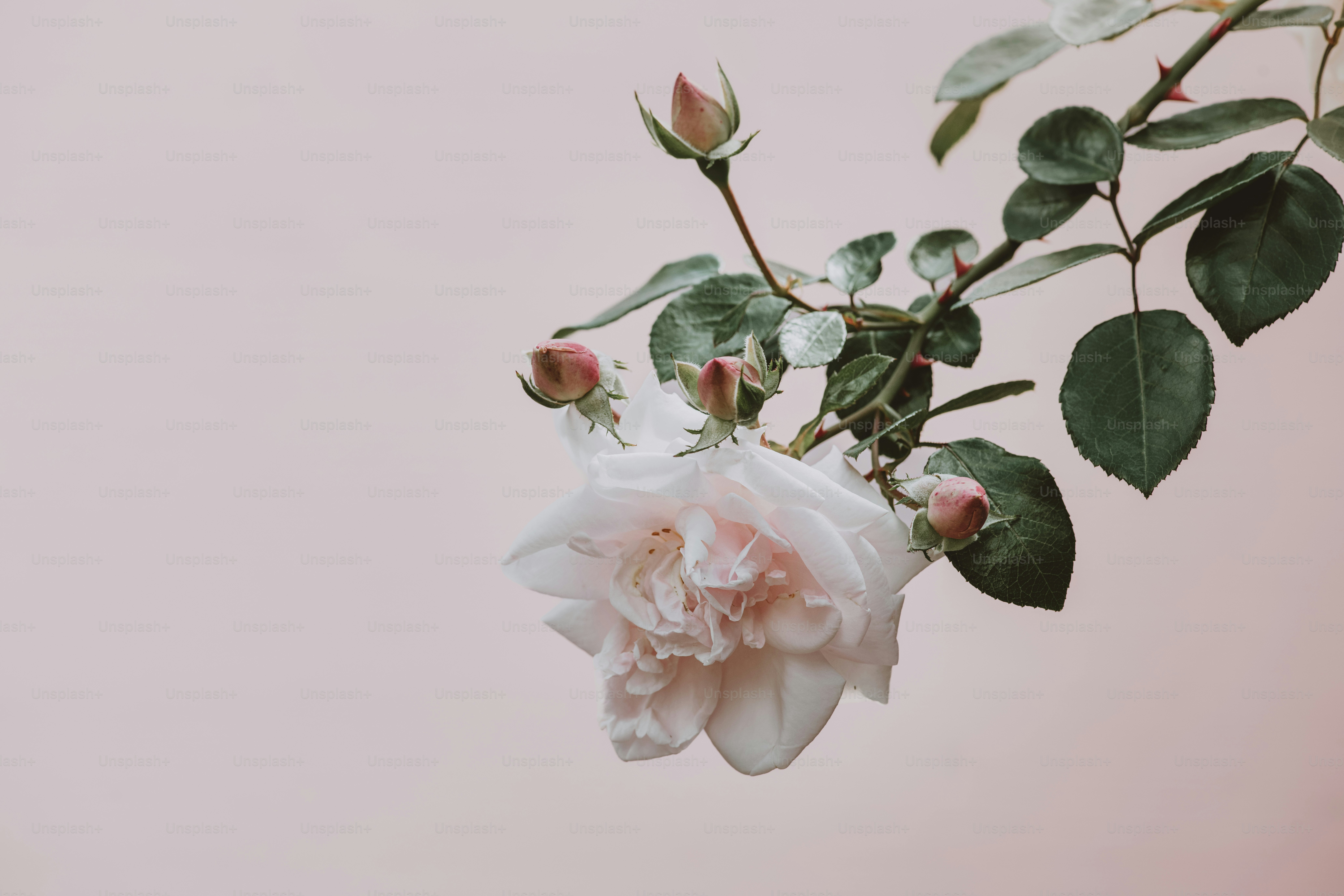 750+ Flower Bloom Pictures | Download Free Images on Unsplash