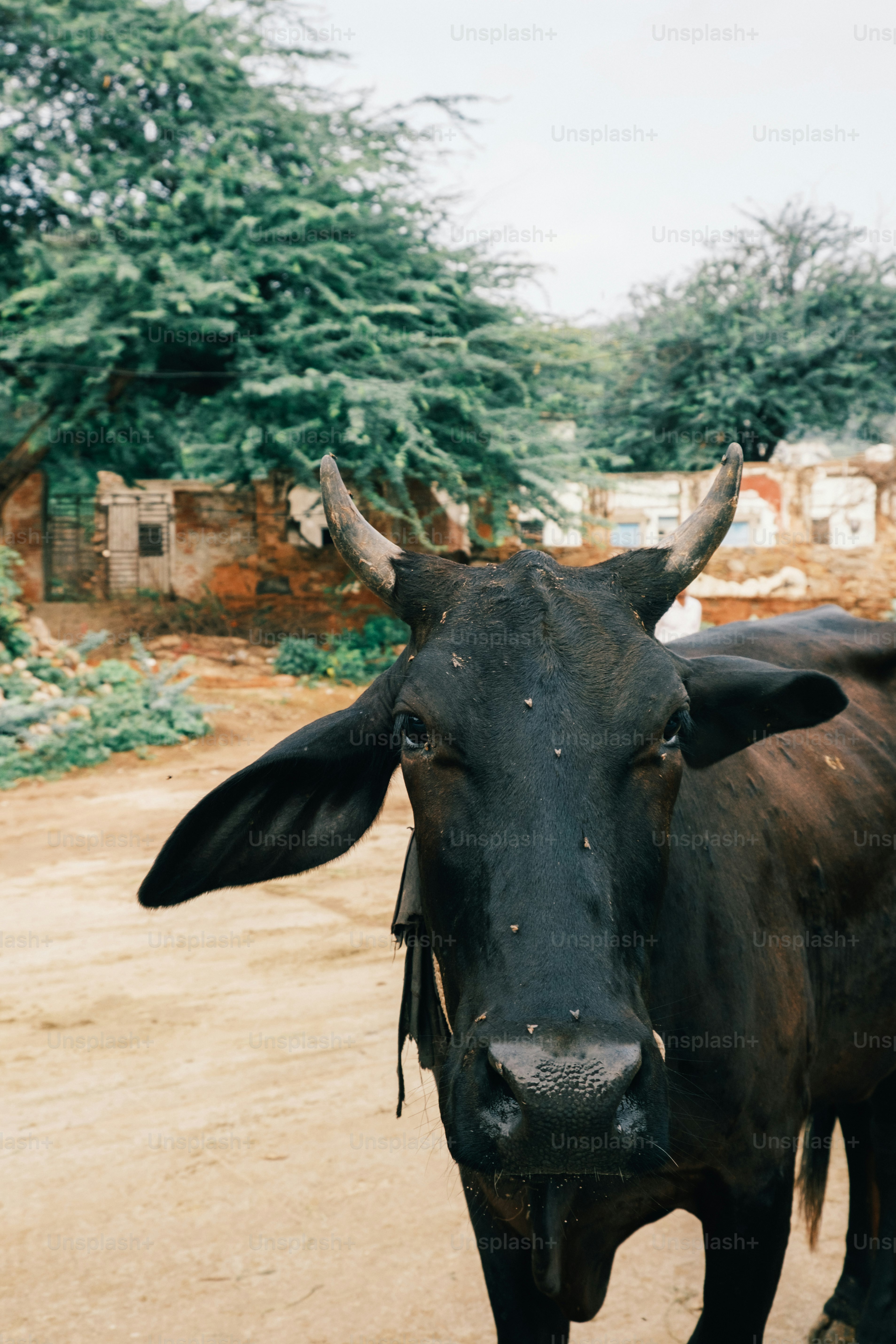 Black Cow Pictures | Download Free Images on Unsplash