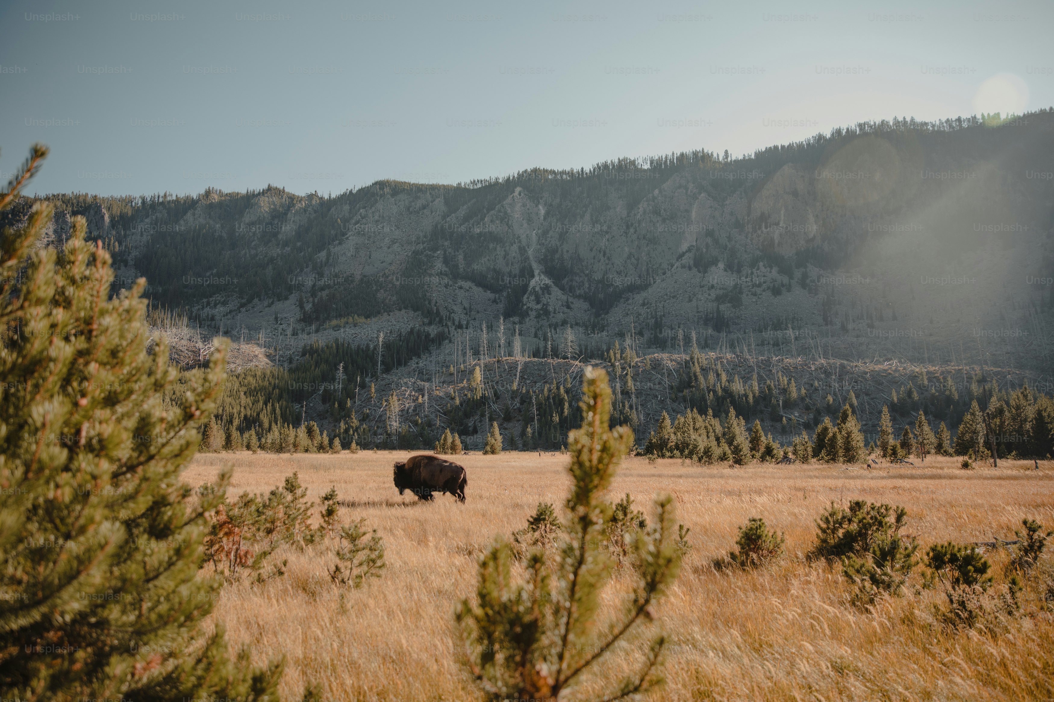 A bison in a field with a mountain in the background photo – Iconic ...