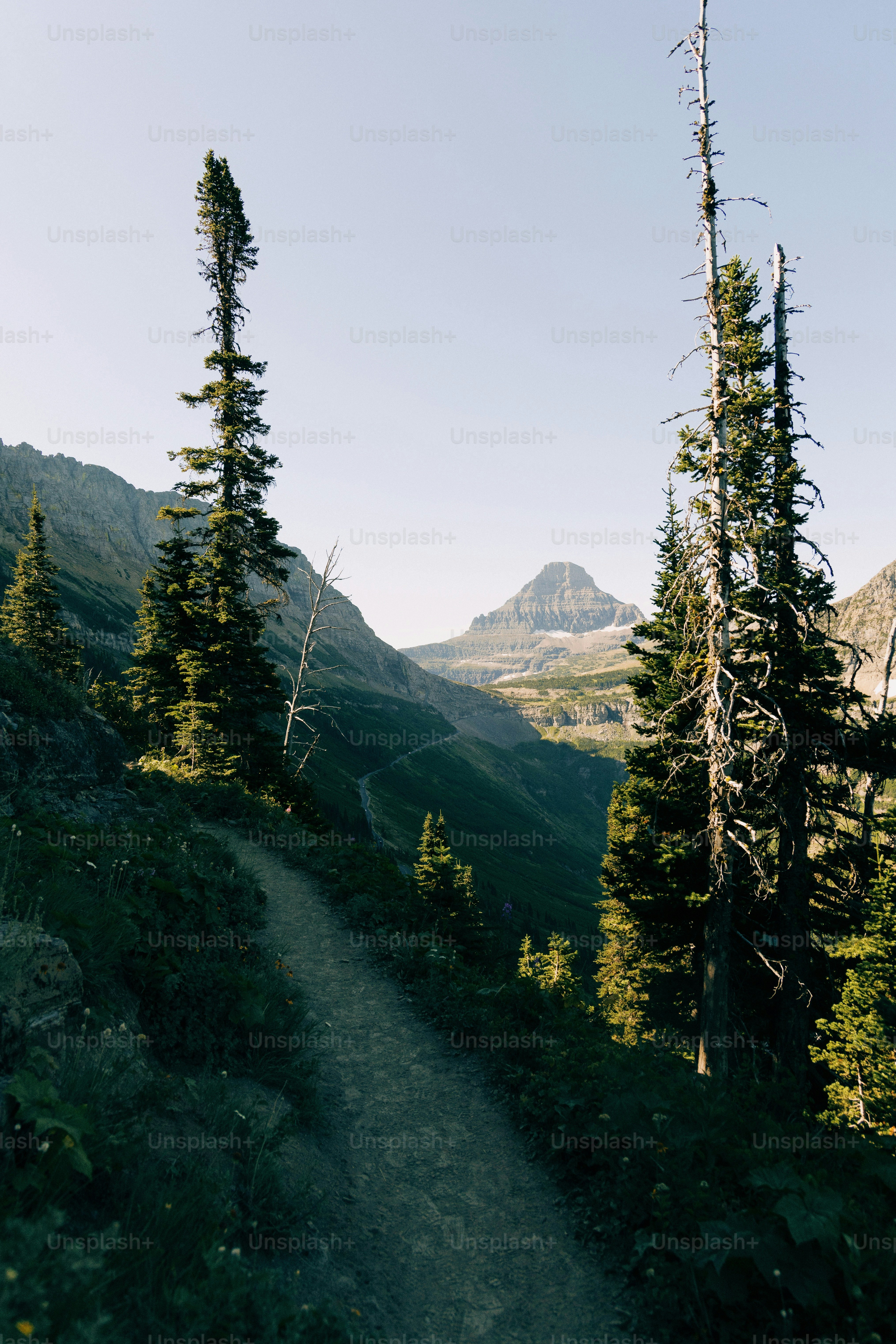 A trail in the mountains with trees on both sides photo – Highline ...
