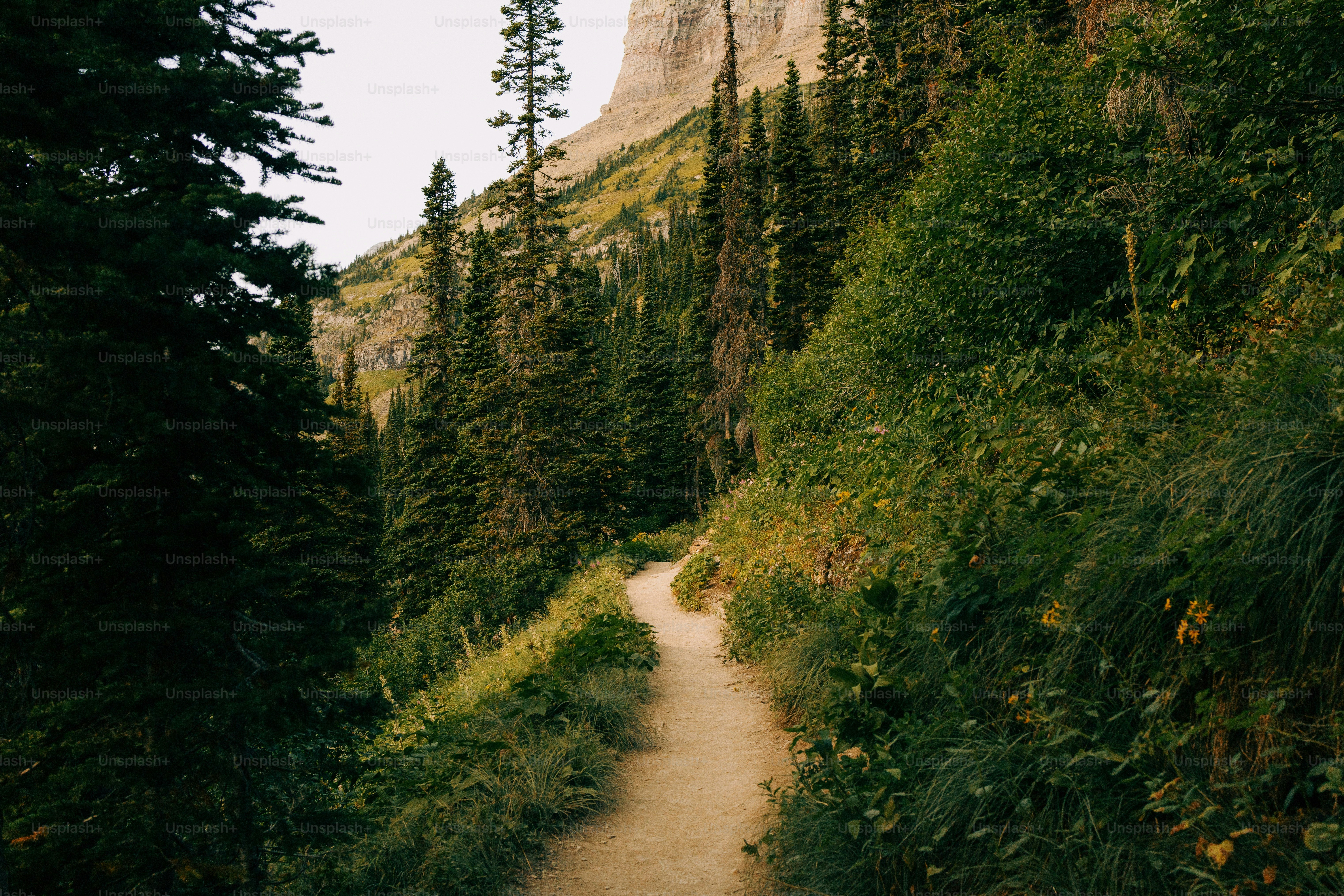 A dirt path in the middle of a forest photo – Highline trail Image on ...
