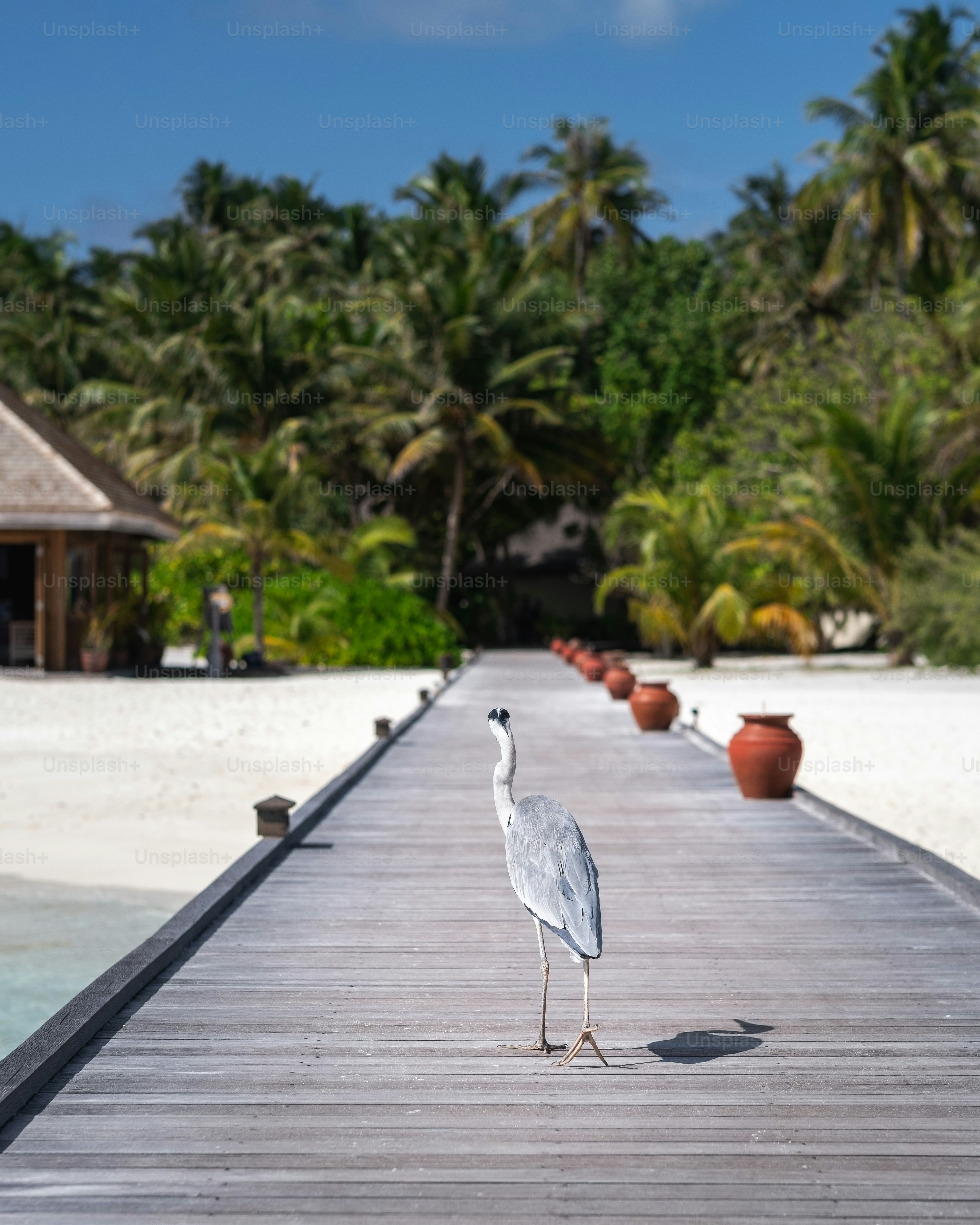 Imágenes de Isla Garza | Descarga imágenes gratuitas en Unsplash