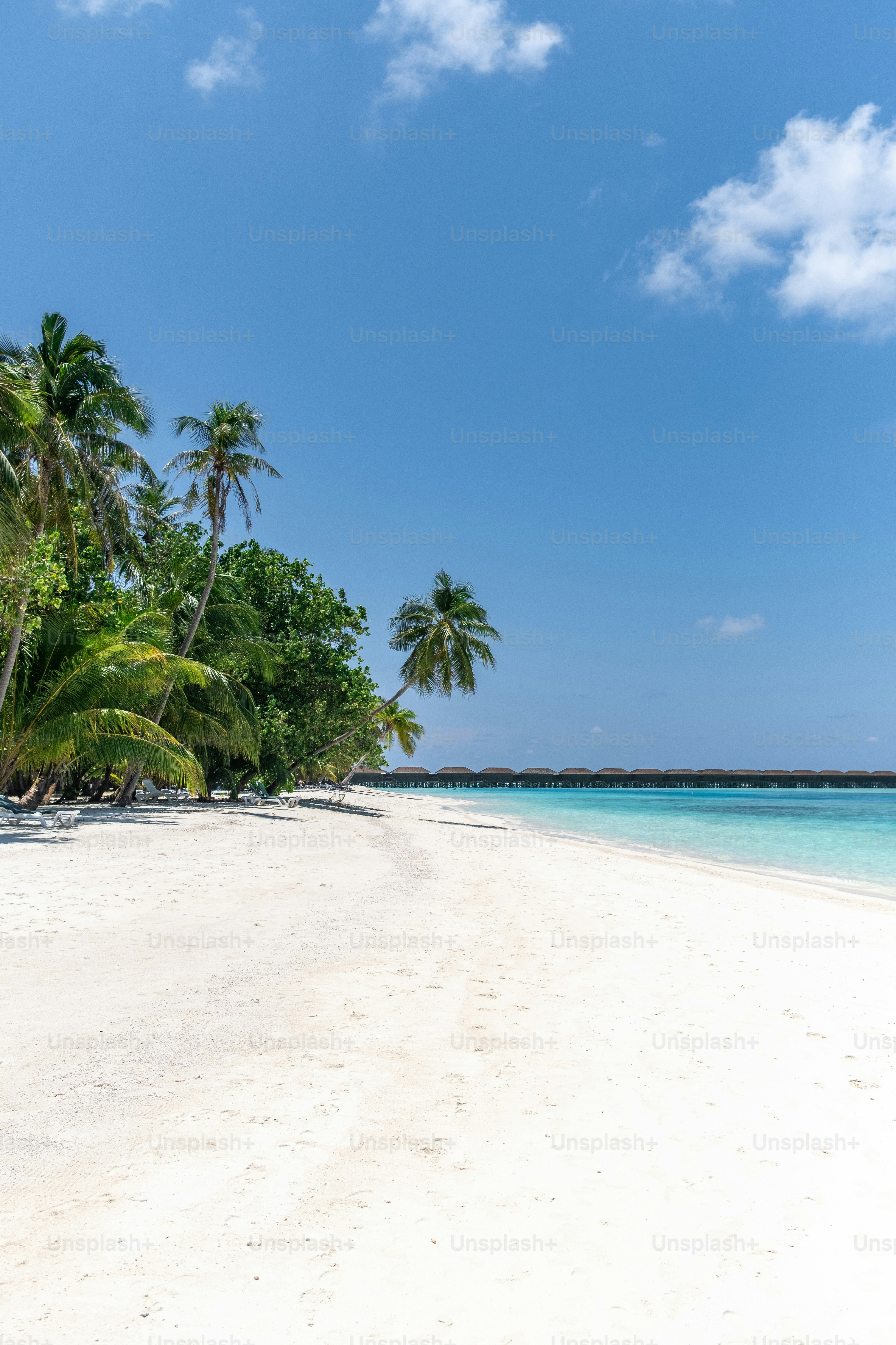 A sandy beach with palm trees and blue sky photo – Wallpaper Image on ...