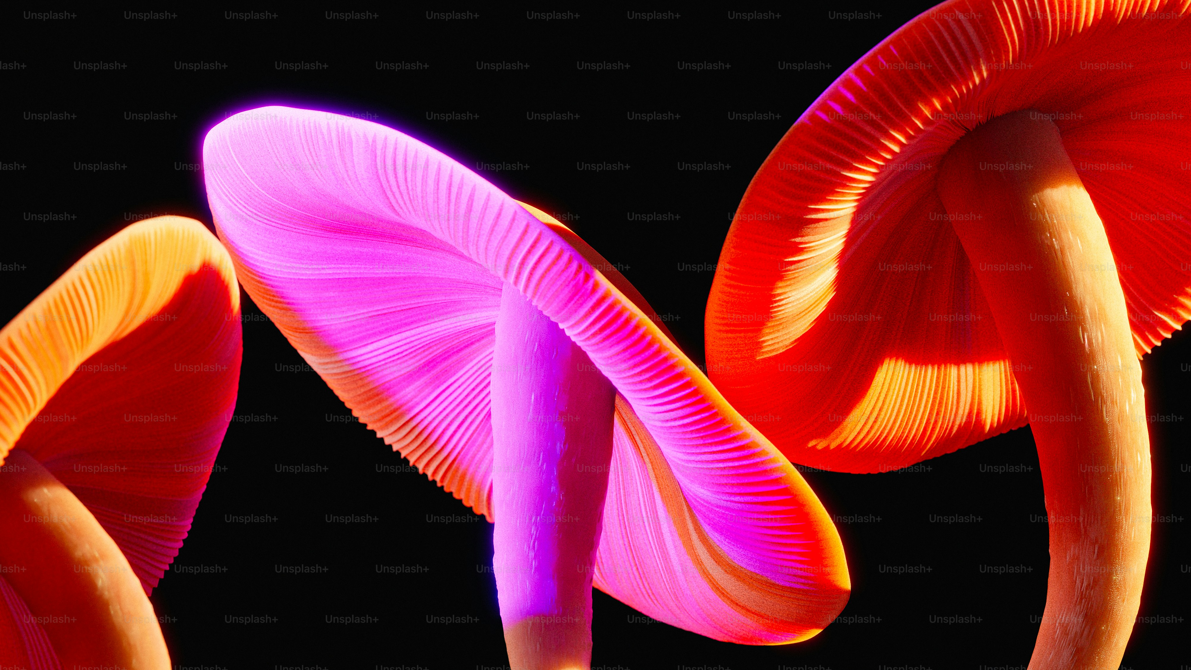 Un primer plano de tres setas de diferentes colores foto – Imagen de ...