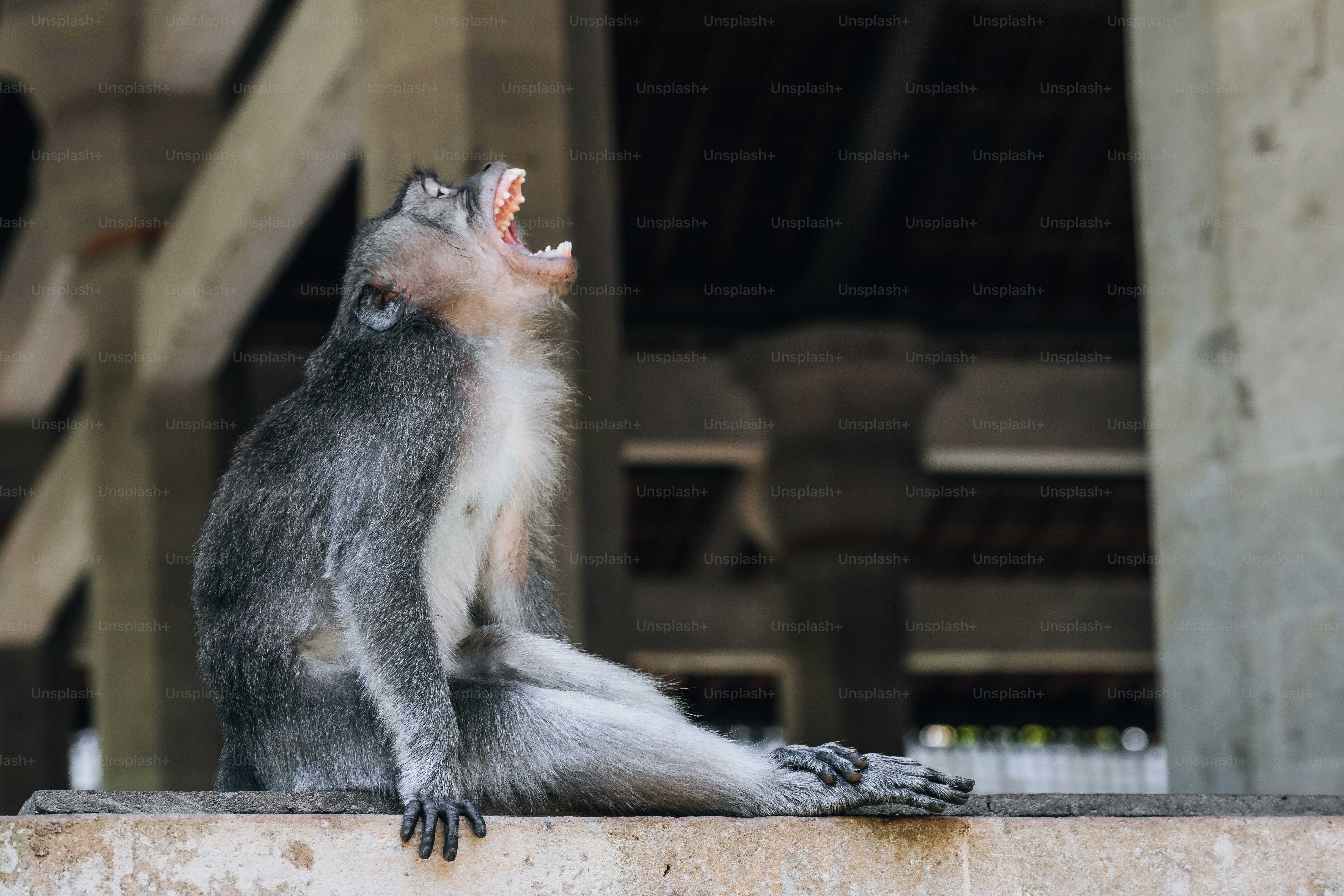 A monkey sitting on a ledge with its mouth open photo – Monkey Image on ...