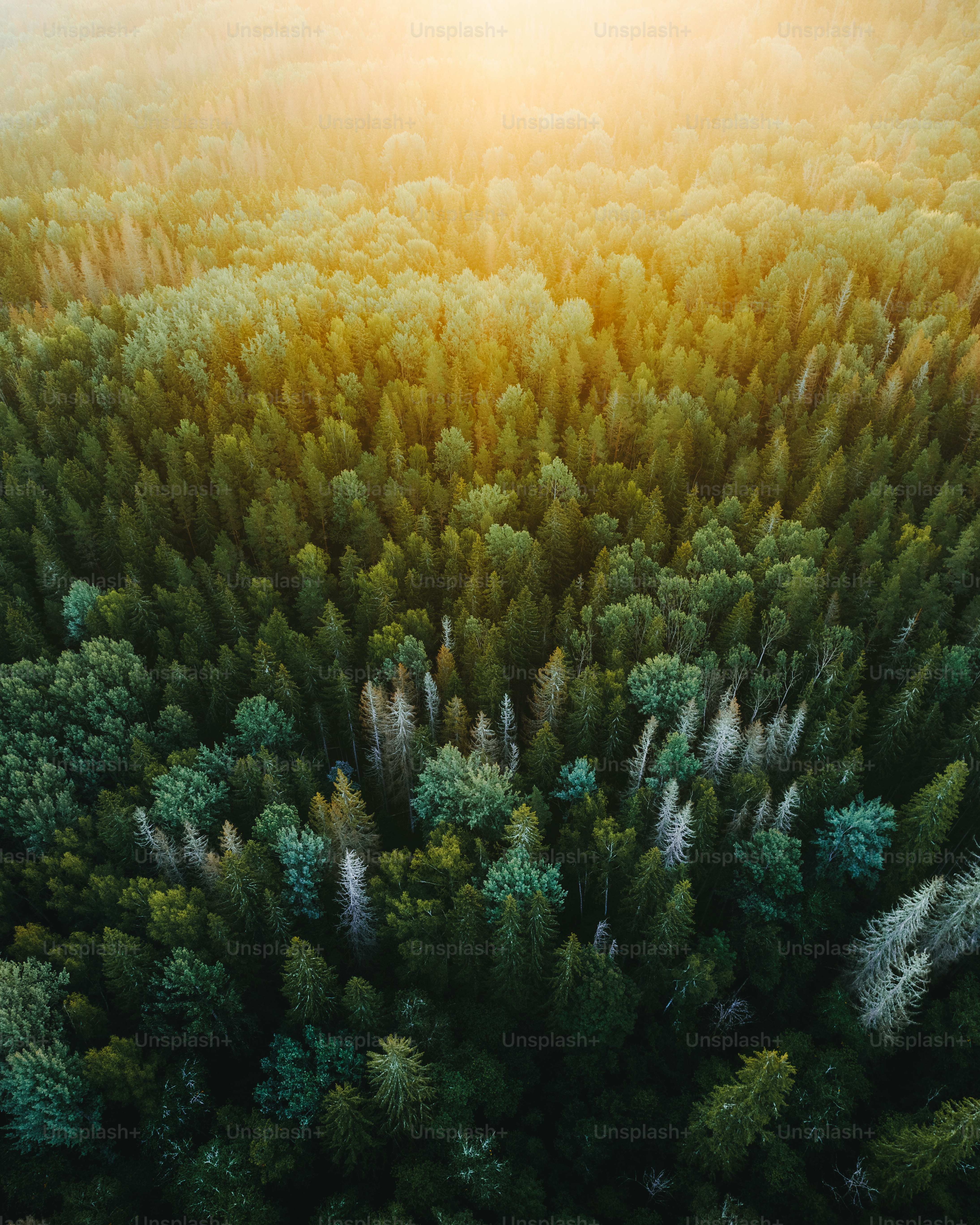 An aerial view of a forest with lots of trees photo – Latvia Image on ...