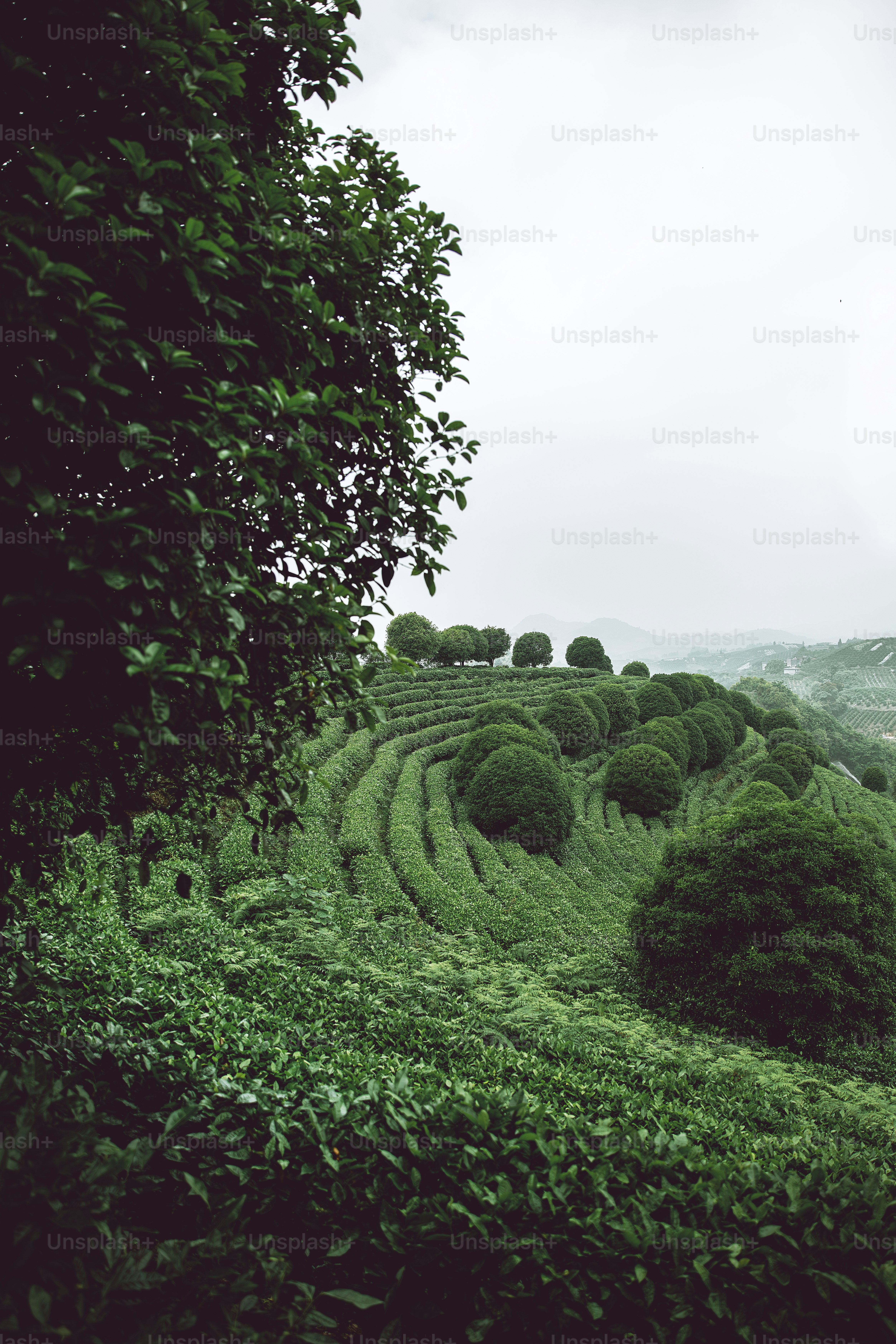 A lush green field filled with lots of trees photo – Guangxi Image on ...