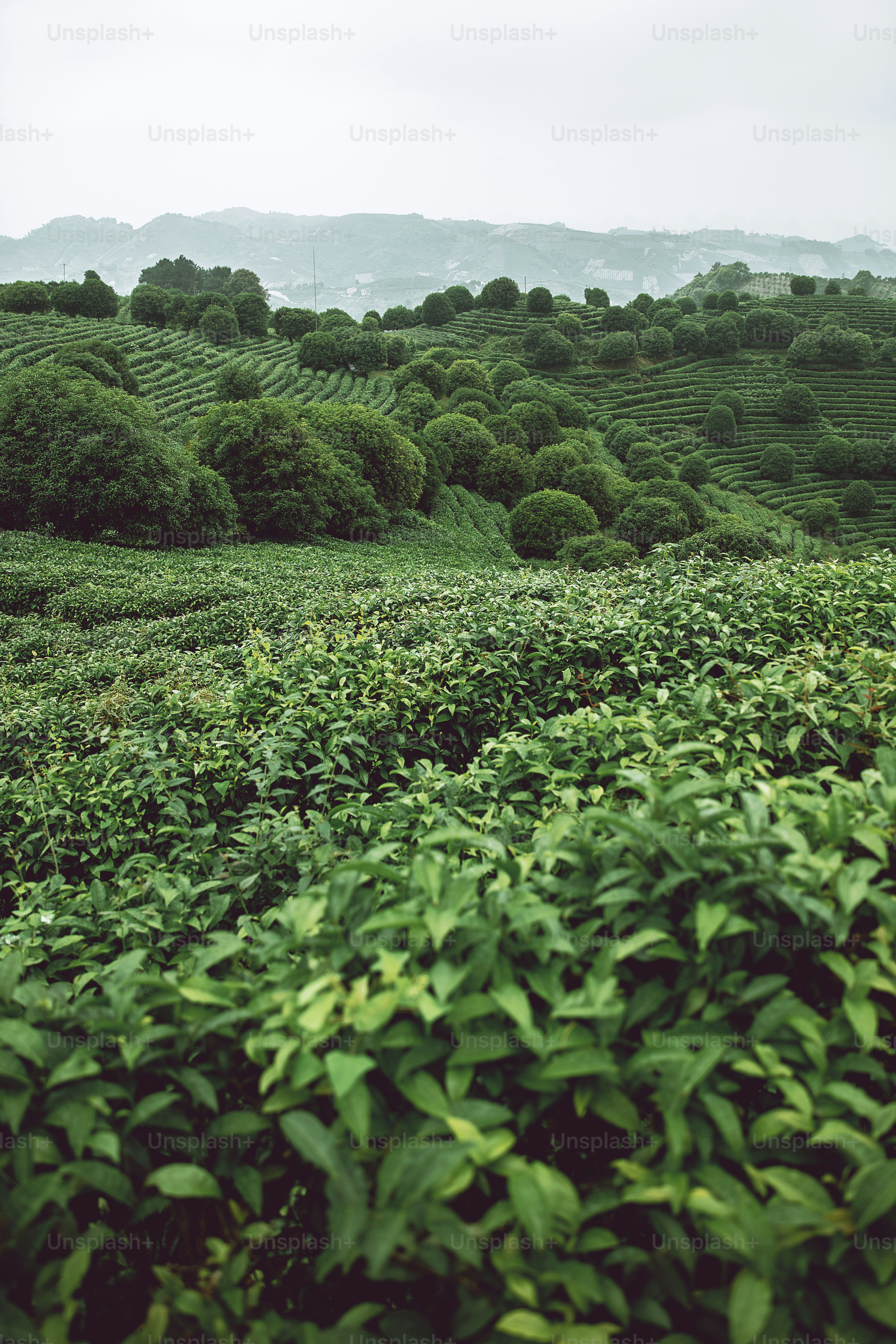 A lush green field filled with lots of trees photo – China Image on ...