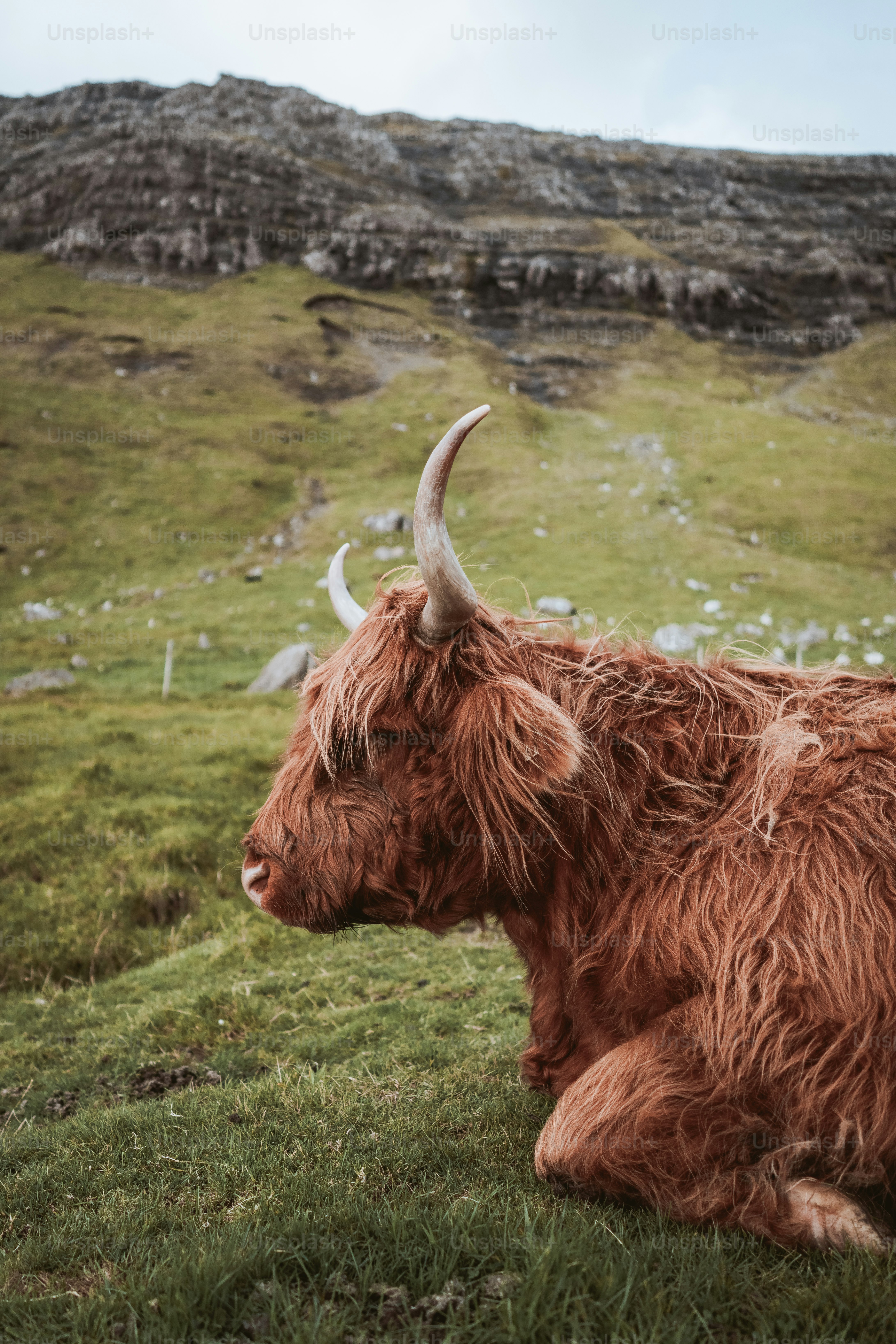 Una mucca marrone con lunghe corna che giacciono nell'erba foto – Isole ...