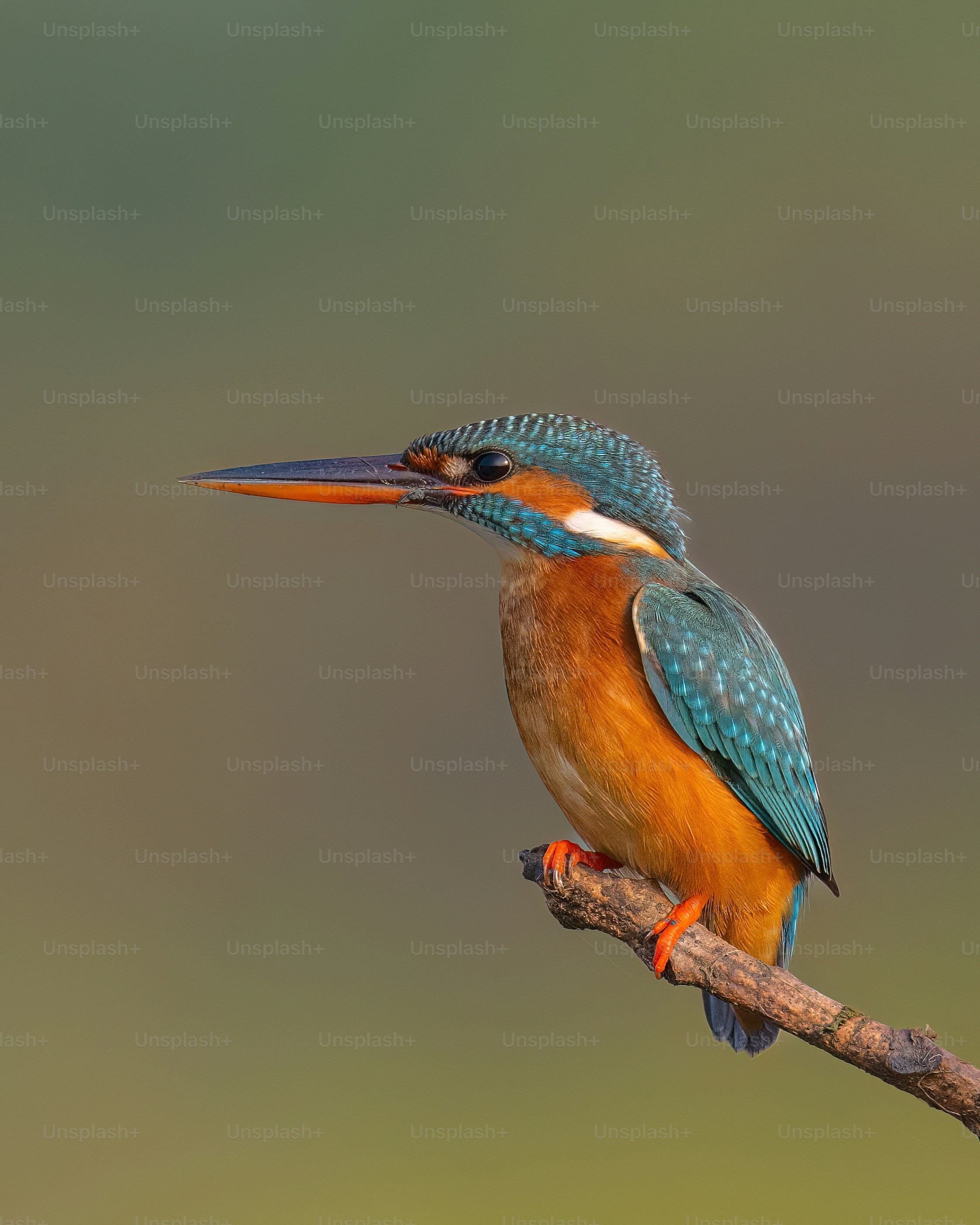 45,628+ Bird Photography Pictures | Download Free Images on Unsplash