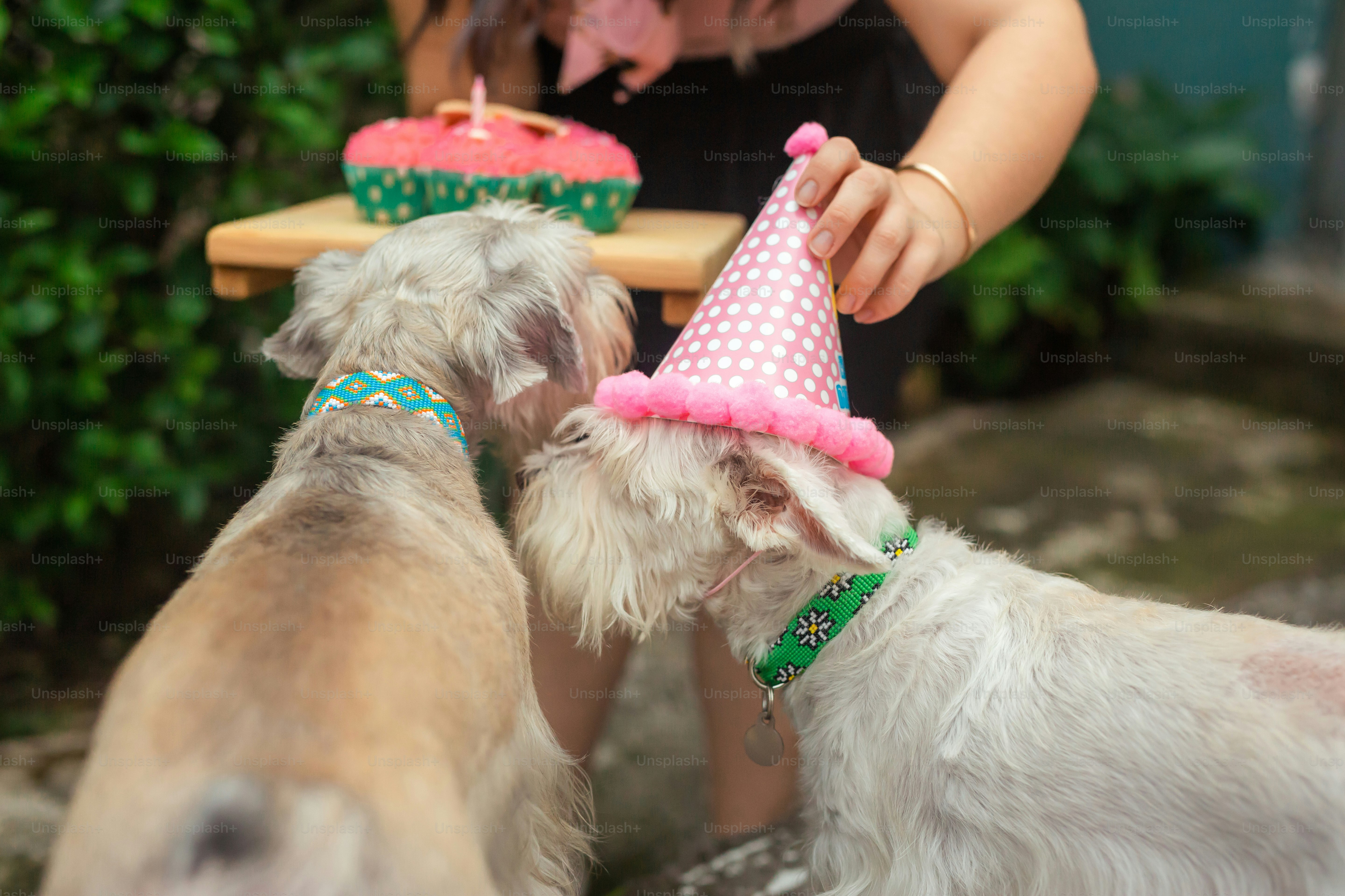 Two dogs wearing birthday hats and standing next to each other photo ...