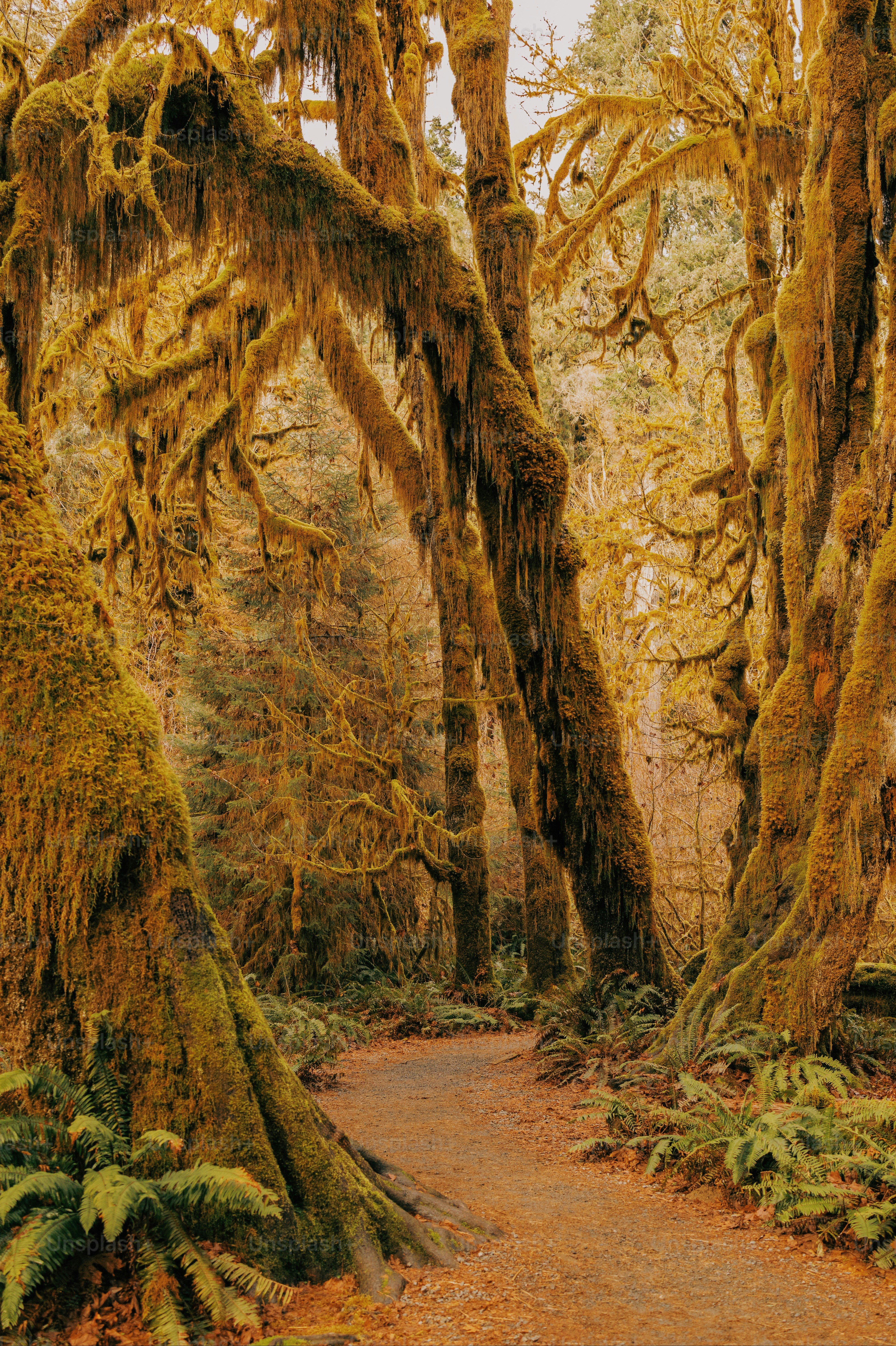 A road in the middle of a forest with tall trees photo – Upper hoh road ...