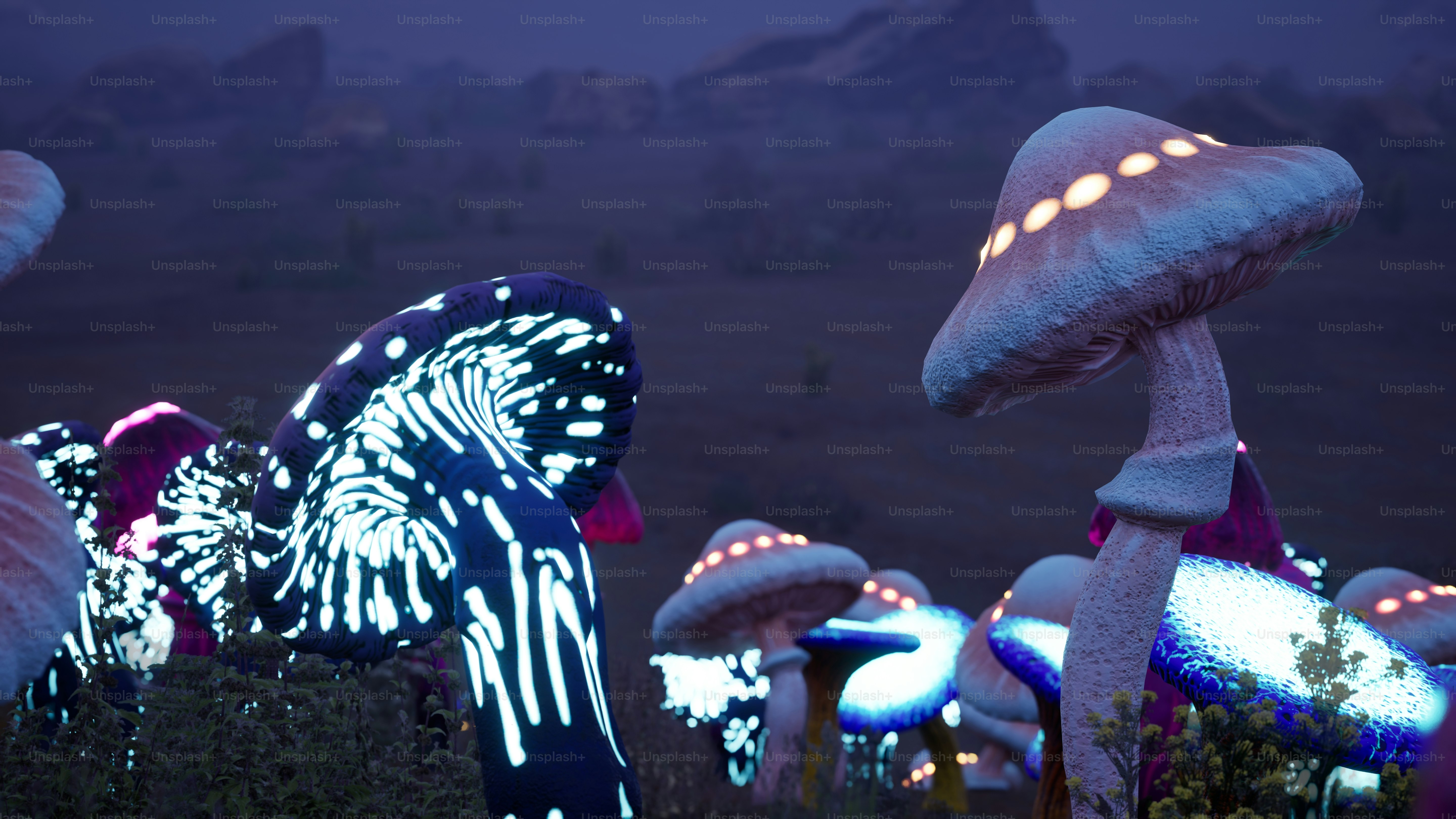Un gruppo di funghi illuminati in un campo foto – Funghi magici ...