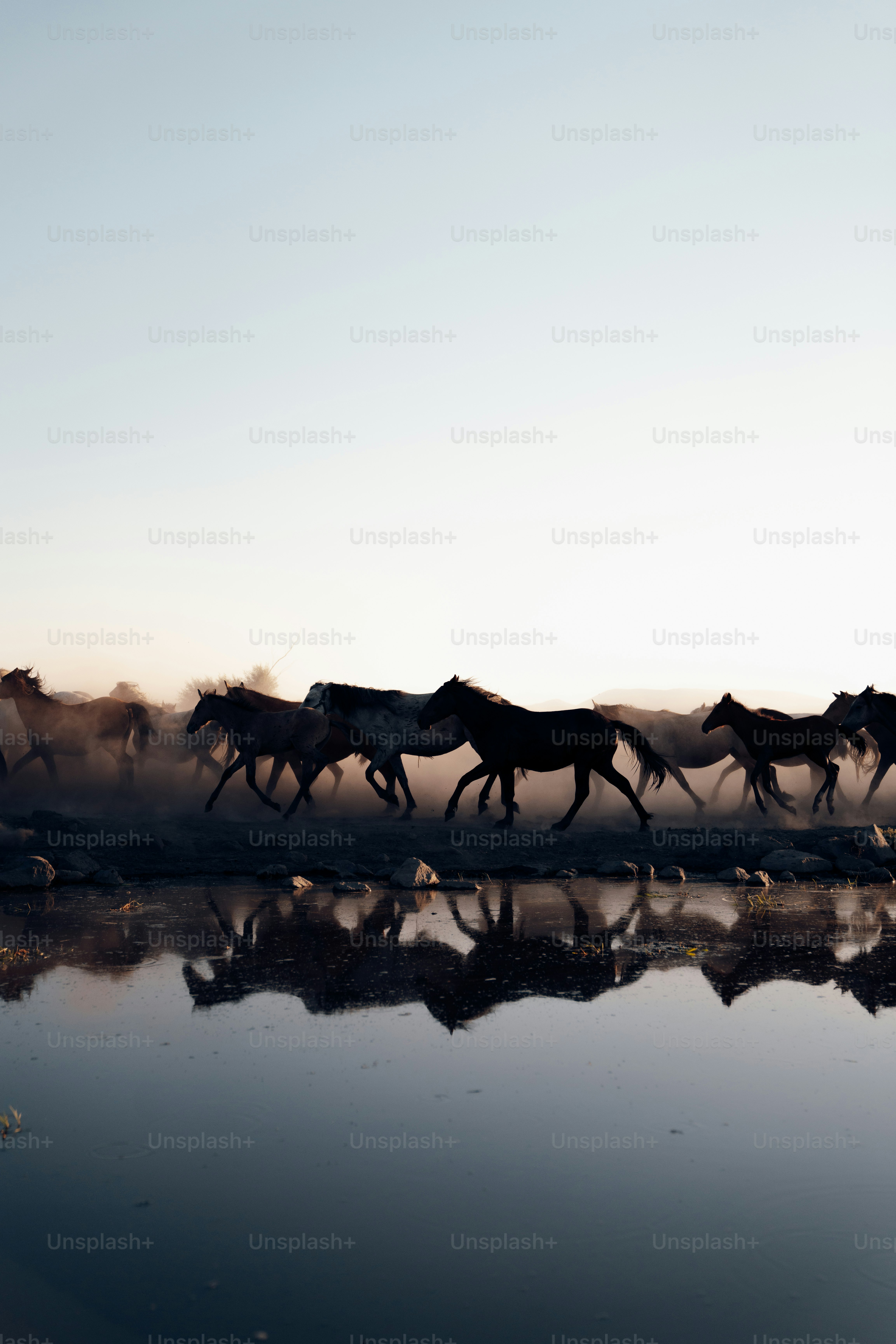 A herd of horses running across a body of water photo – Horses Image on ...