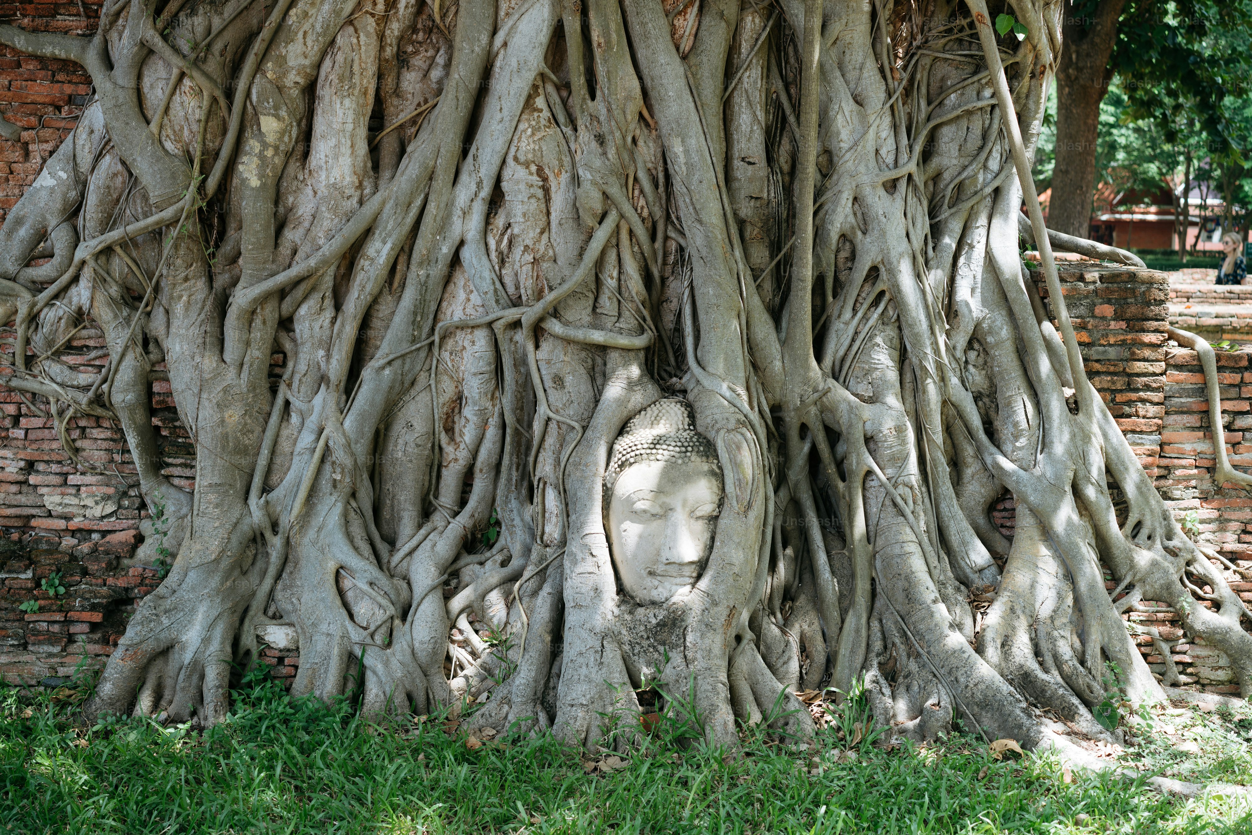 A large tree with a face carved into it photo – Ayutthaya Image on Unsplash