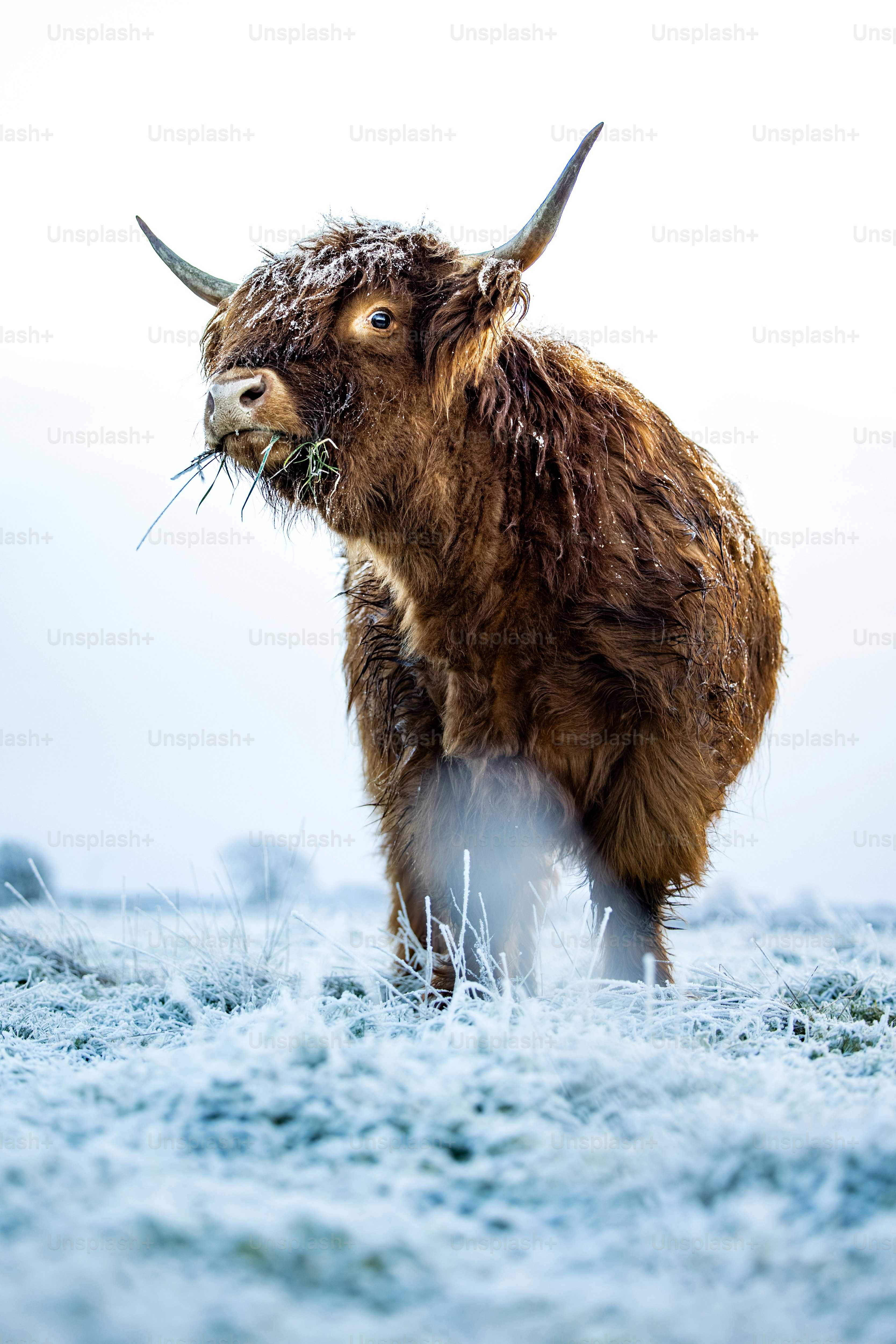 A yak is standing in a snowy field photo – Snow Image on Unsplash