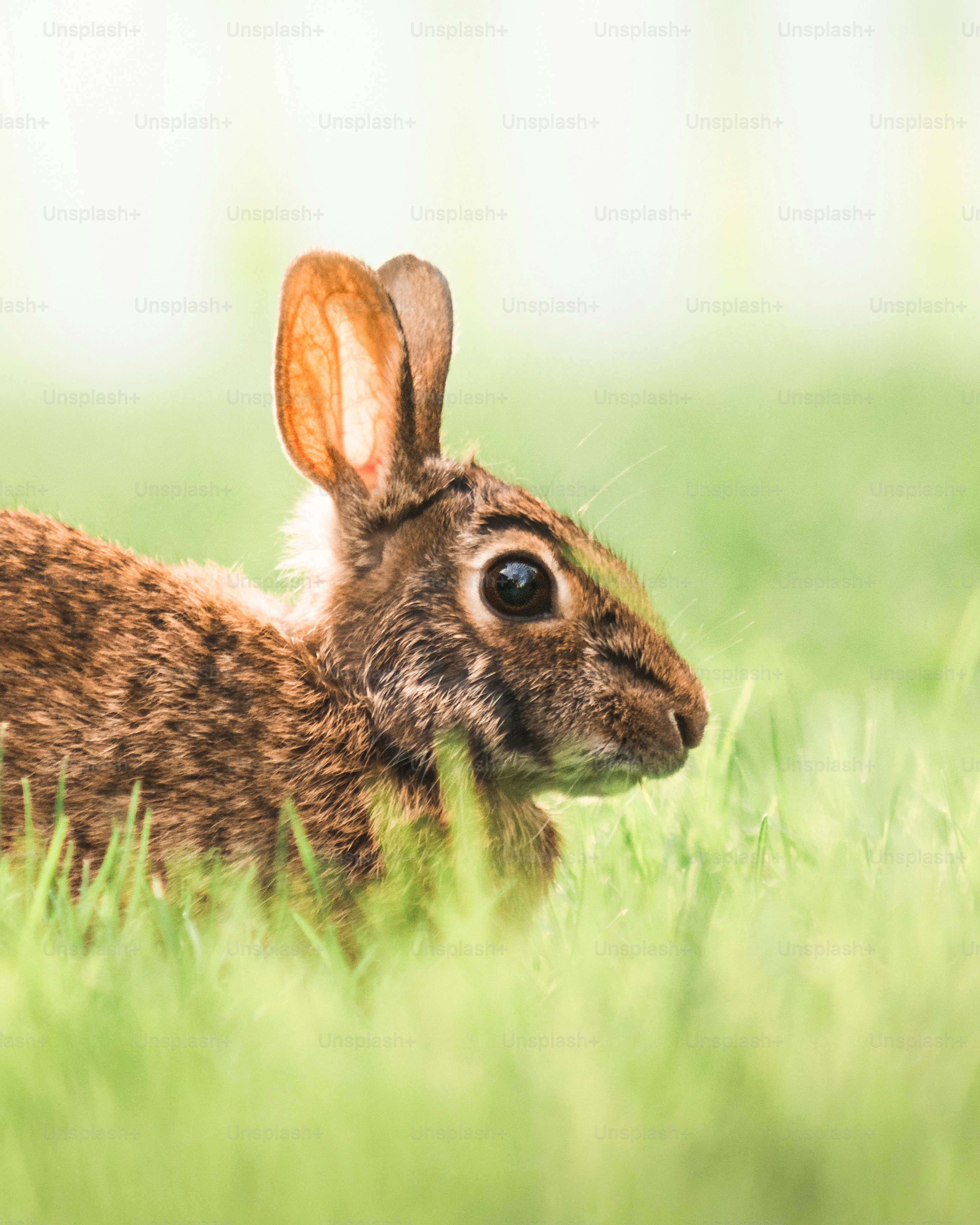 Bunny Pictures [HQ] | Download Free Images on Unsplash