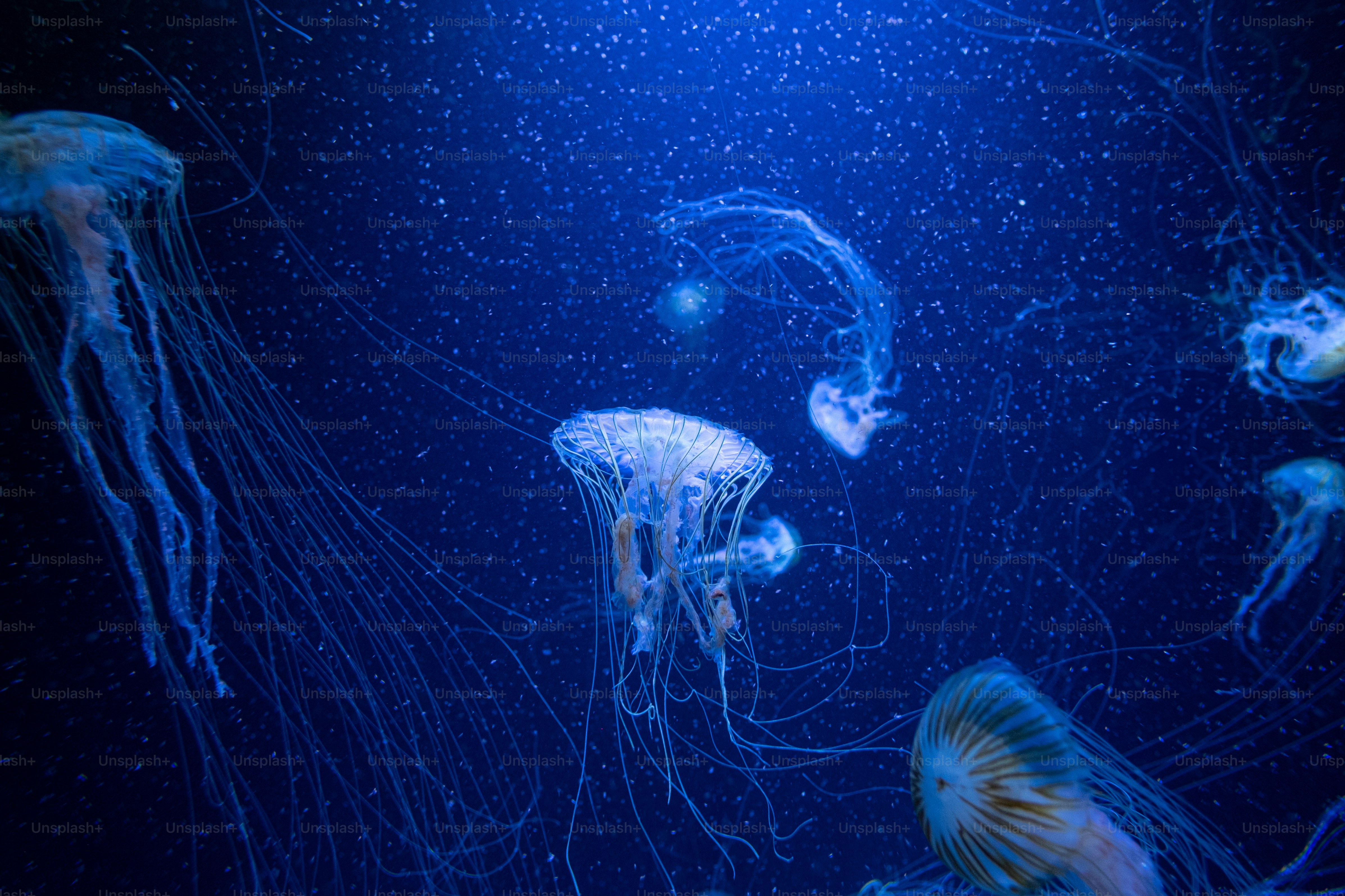 A group of jellyfish swimming in the ocean photo – Wallpaper Image on ...