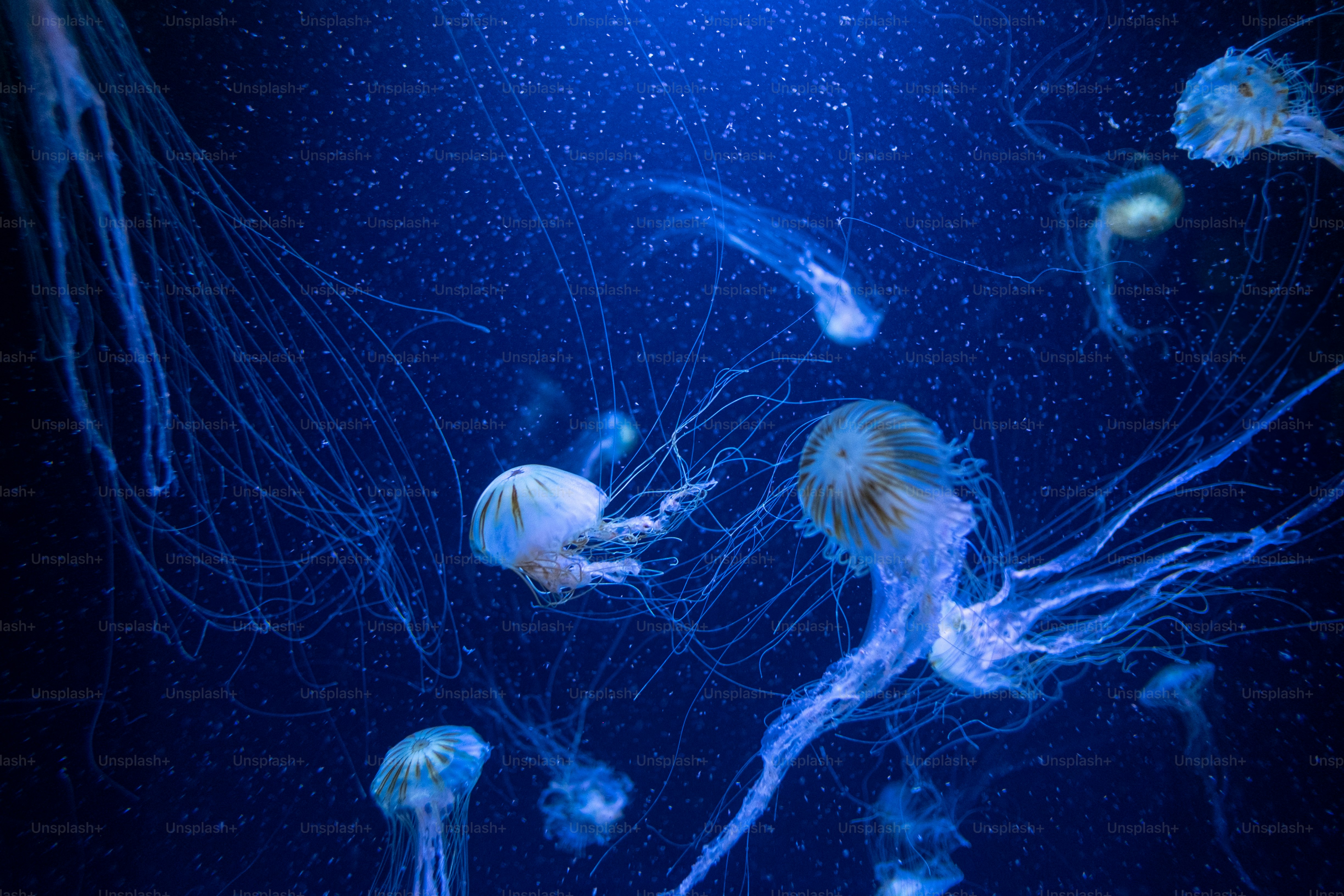 A group of jellyfish swimming in the ocean photo – Wallpaper Image on ...