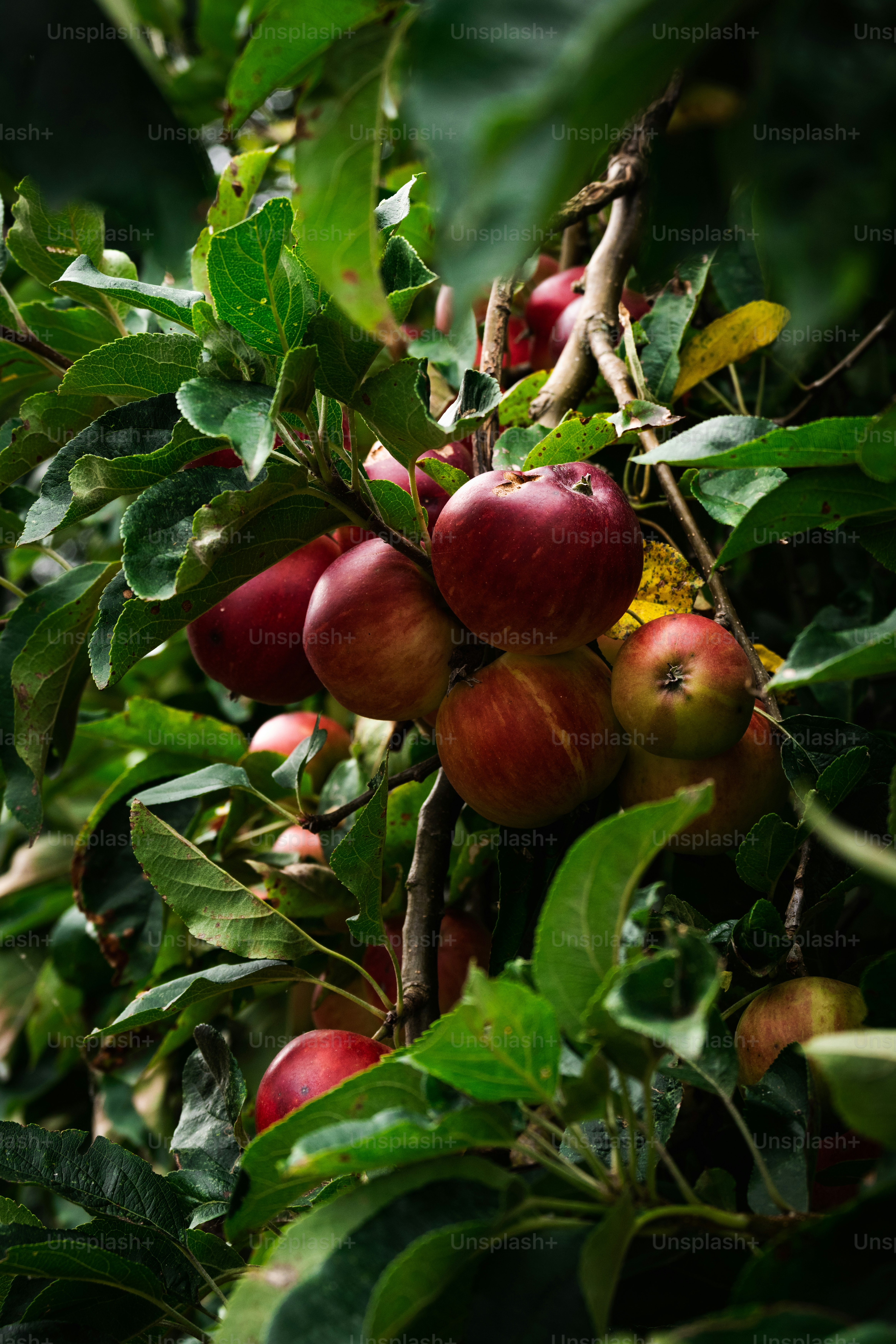 Foto Un ramo de manzanas colgando de un árbol – Otoño Imagen en Unsplash