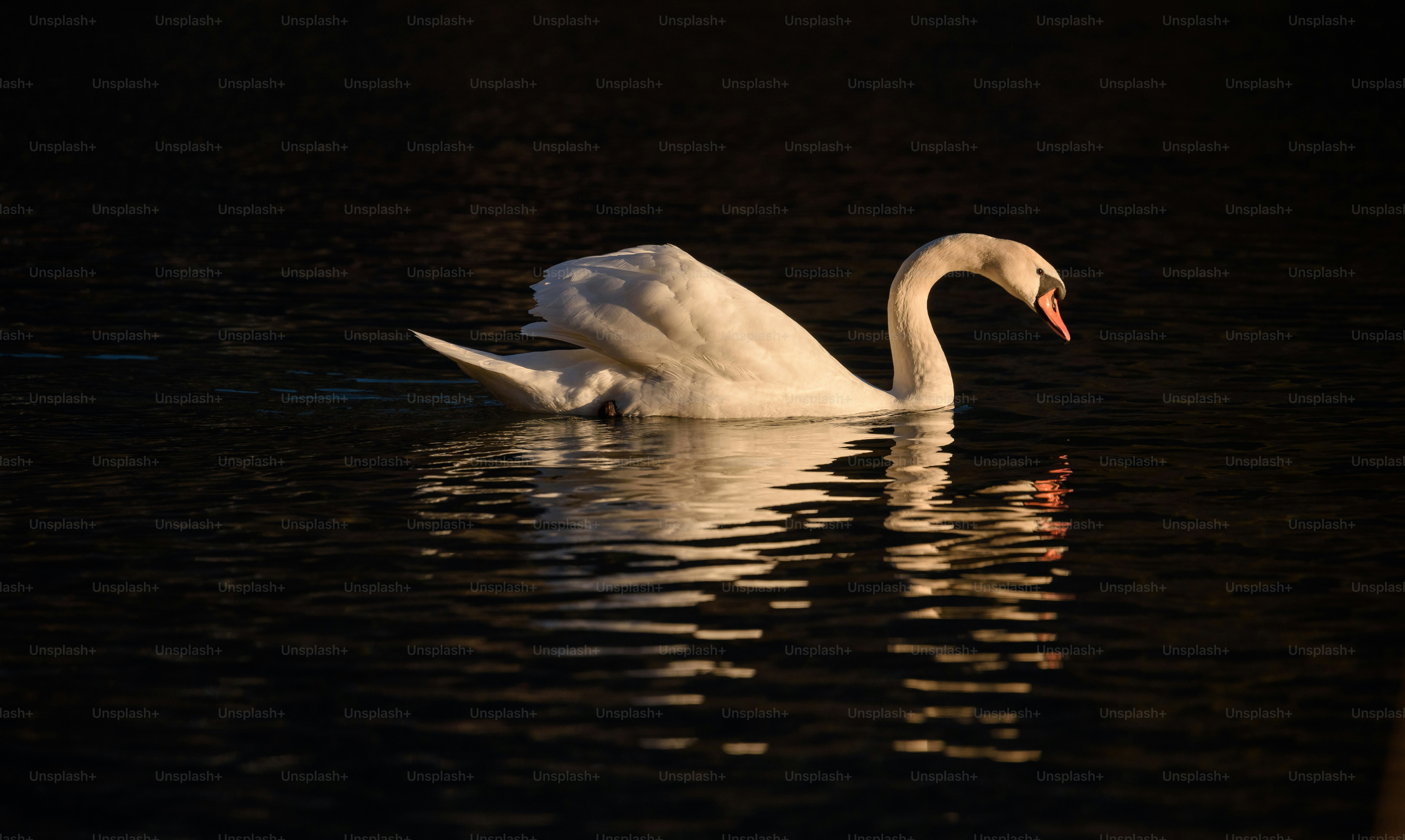 A white swan floating on top of a body of water photo – Bird Image on ...