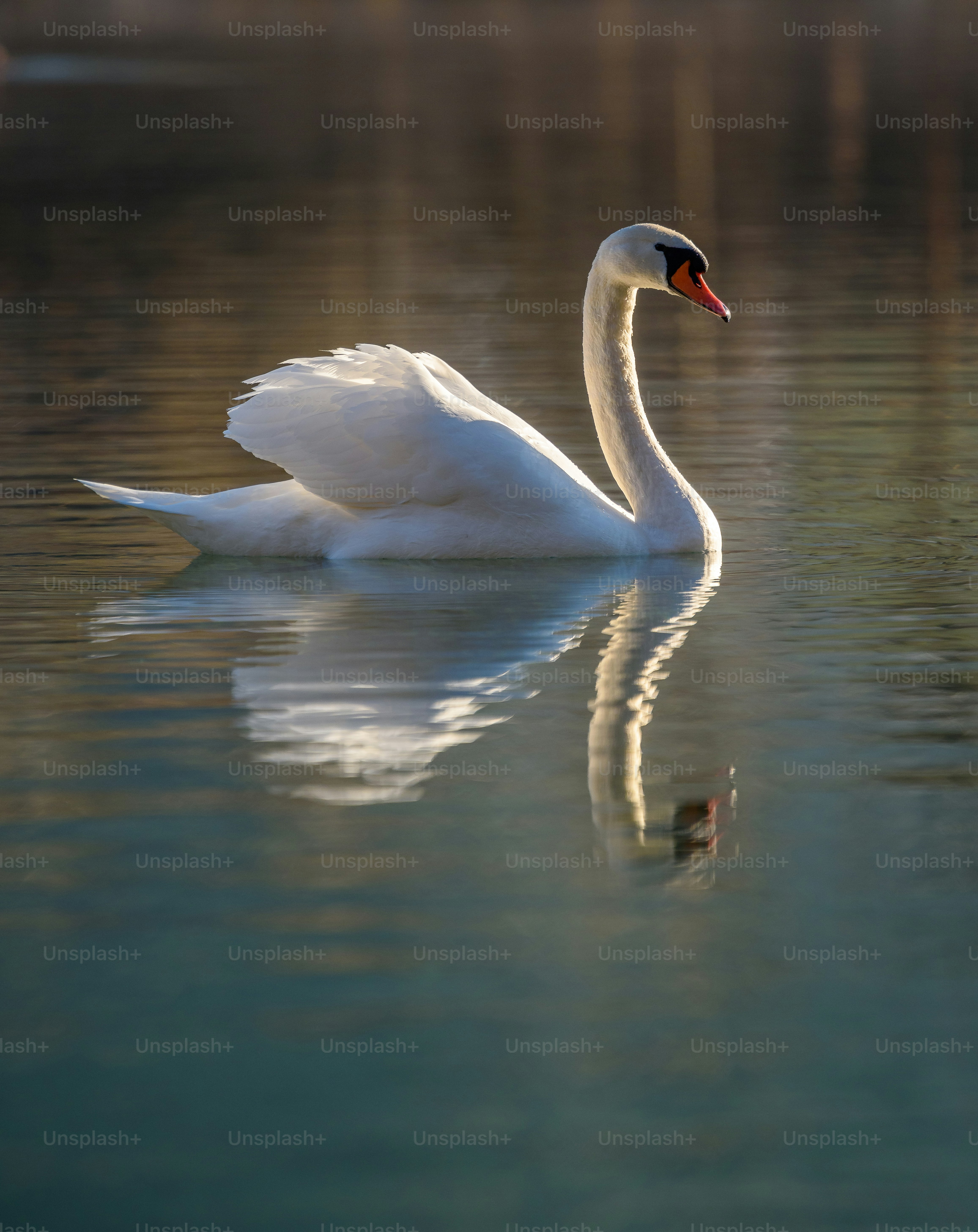 A white swan floating on top of a body of water photo – Bird Image on ...