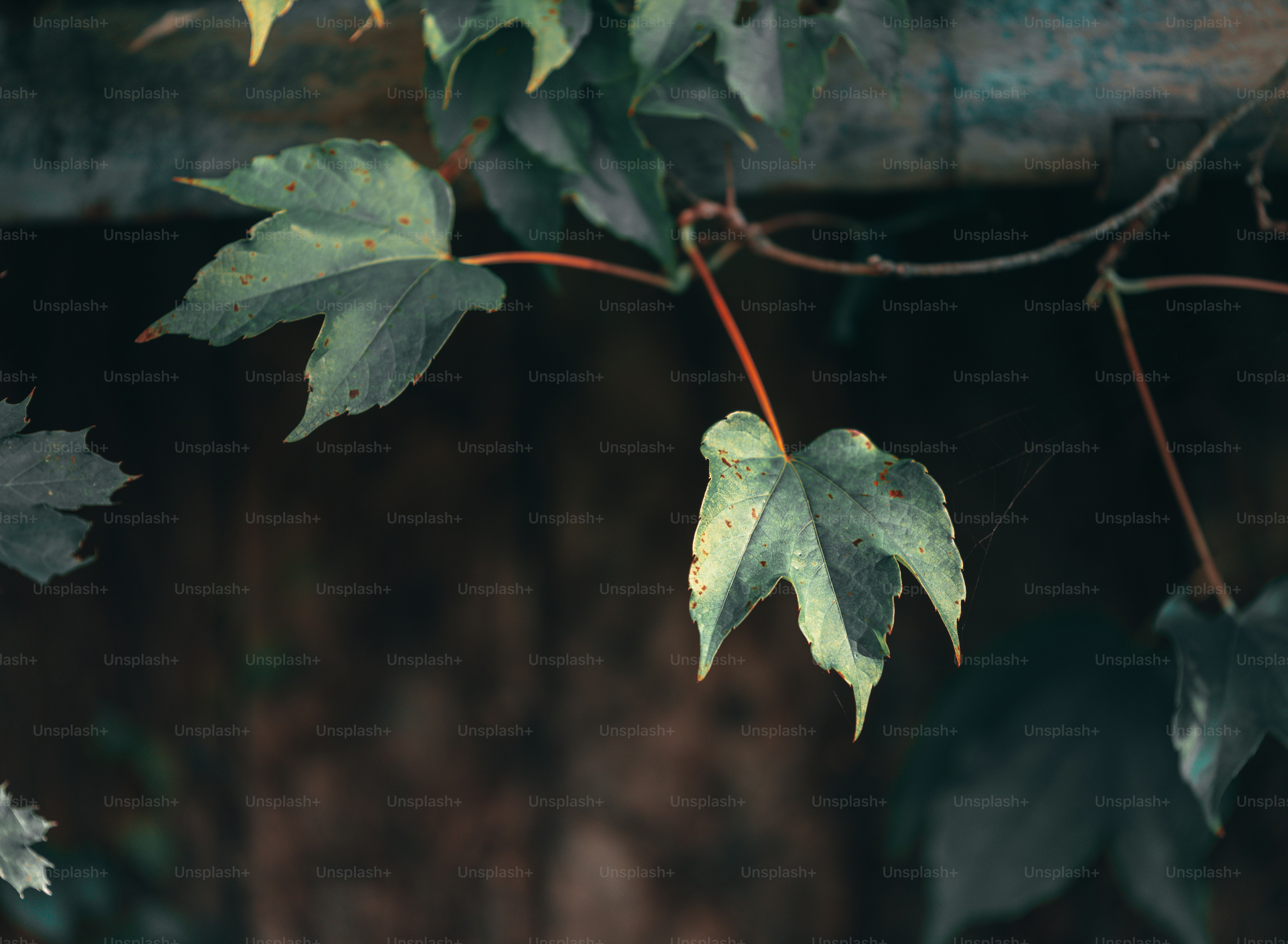 30k+ Maple Tree Pictures | Download Free Images on Unsplash