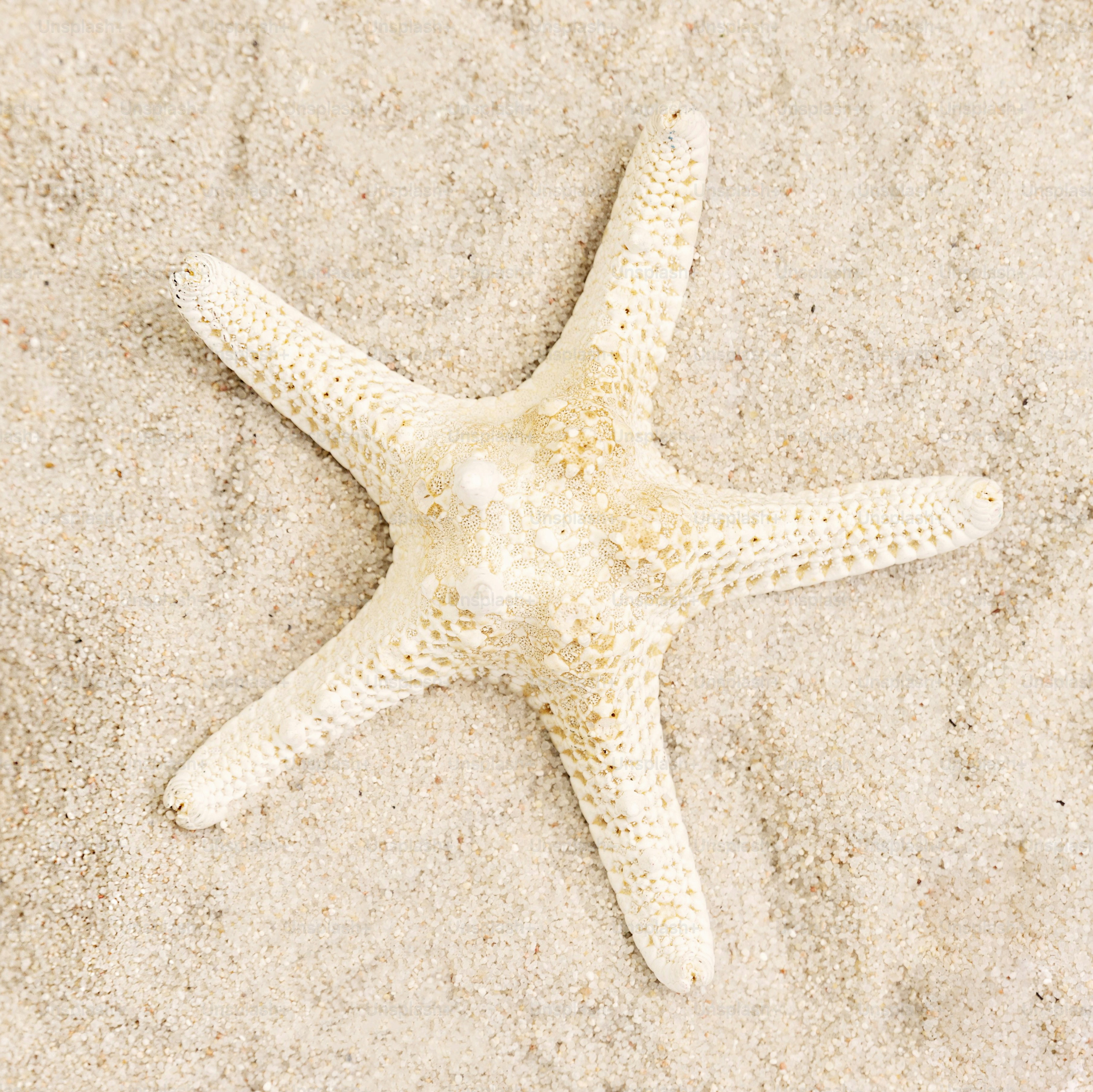 A white starfish laying on a sandy beach photo – Beach Image on Unsplash