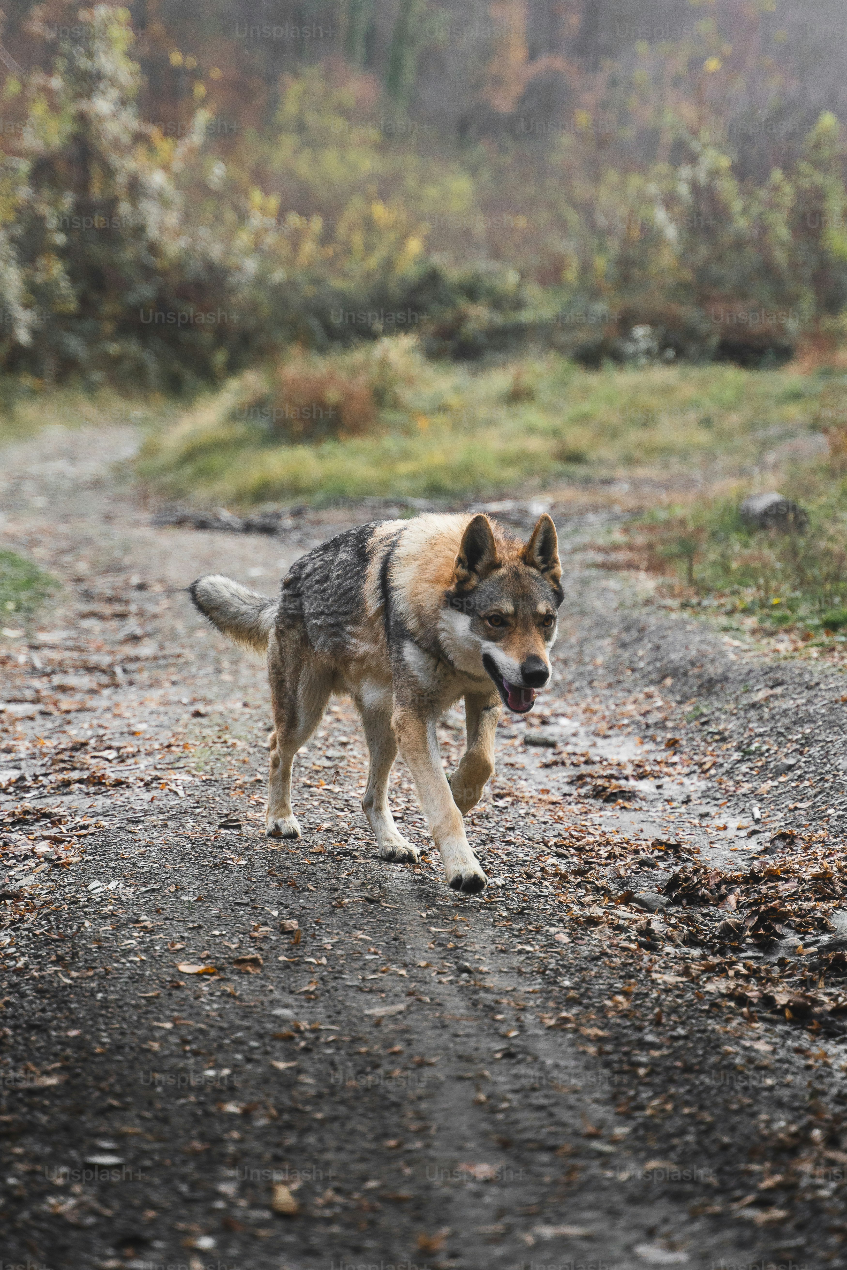 Dog Running Away From Camera
