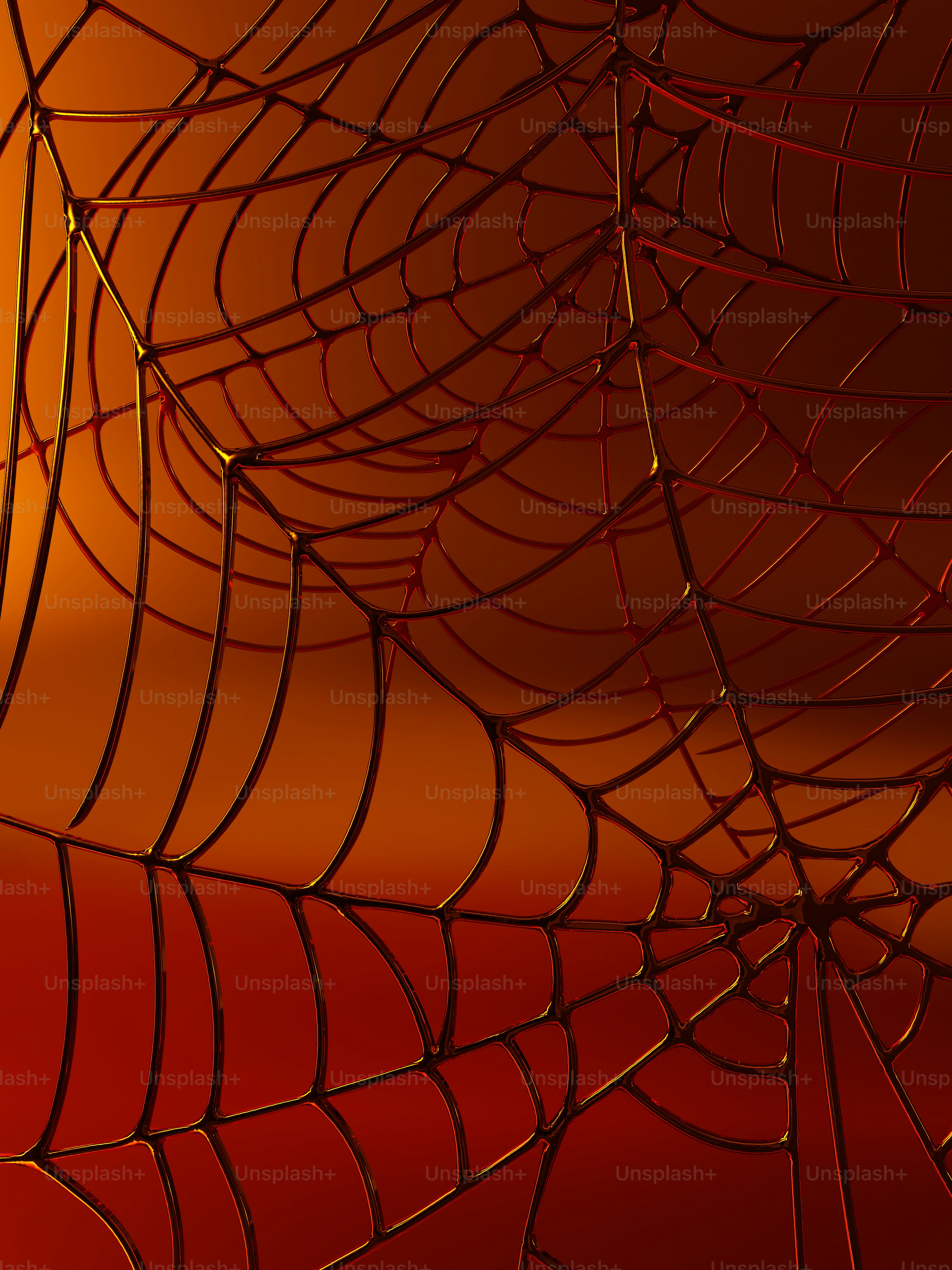 1000+ Spider Web Pictures | Download Free Images on Unsplash