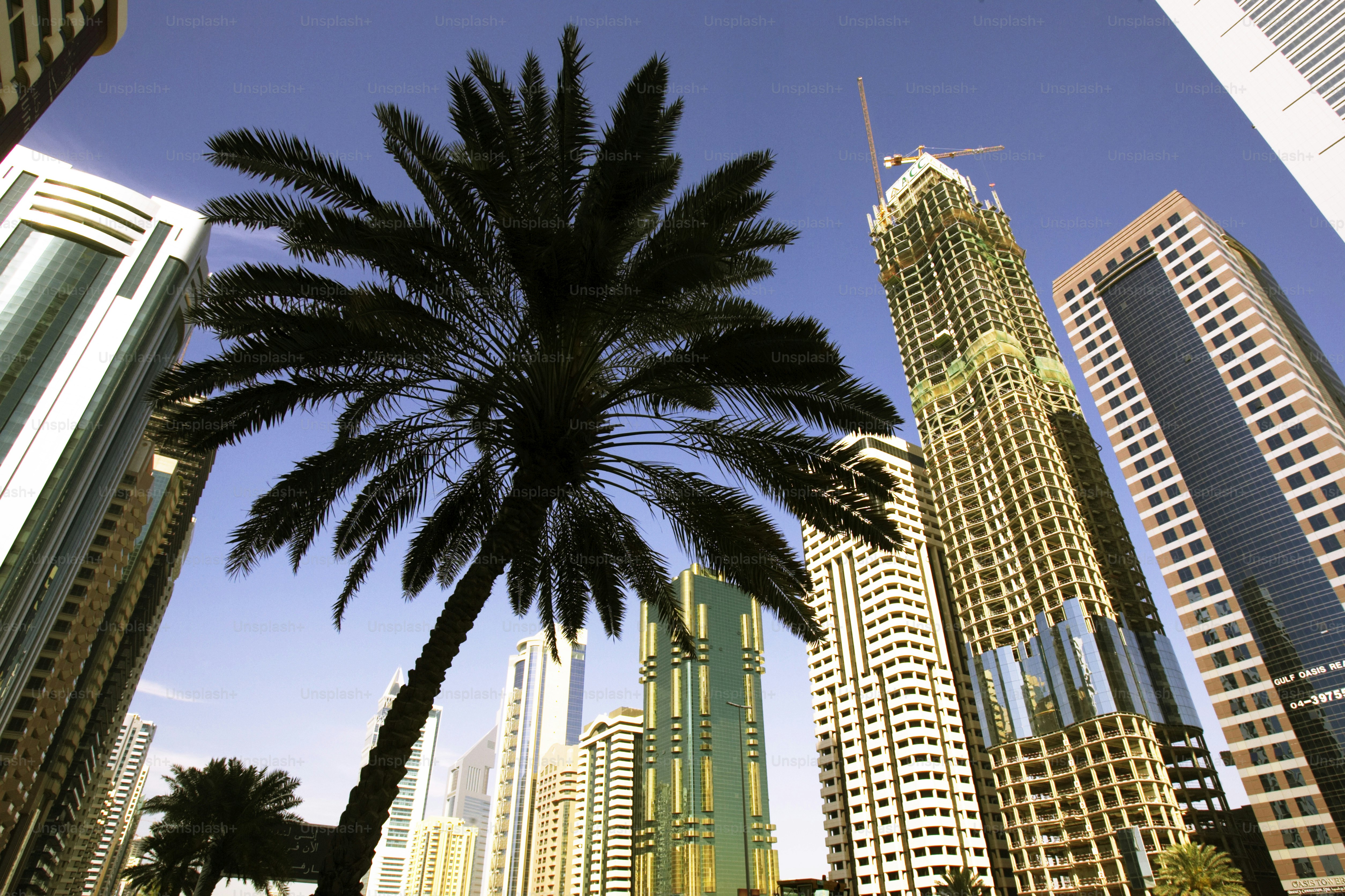 A palm tree in front of some tall buildings photo – City Image on Unsplash
