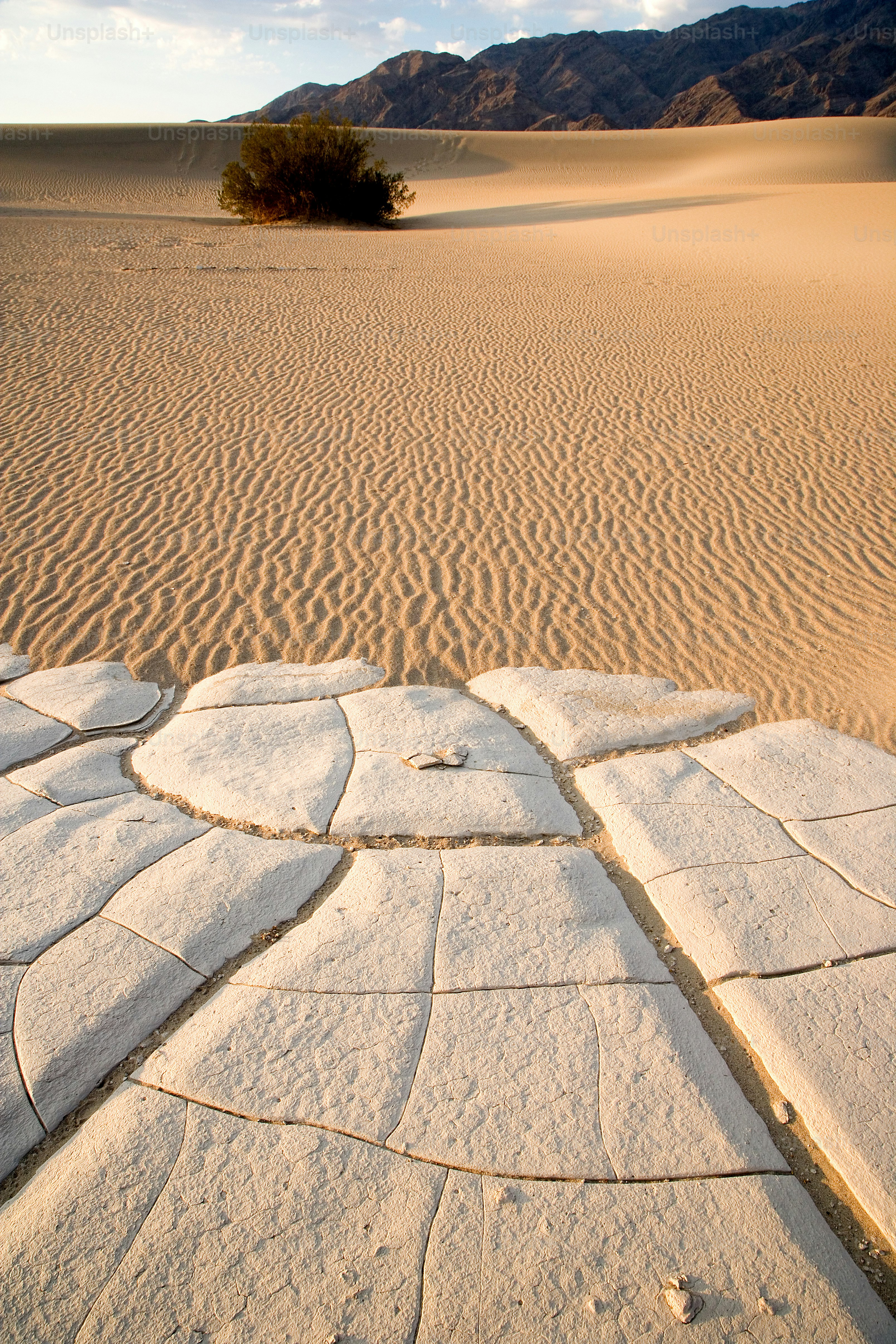 Un paysage désertique avec un arbre solitaire au loin photo – Journée ...