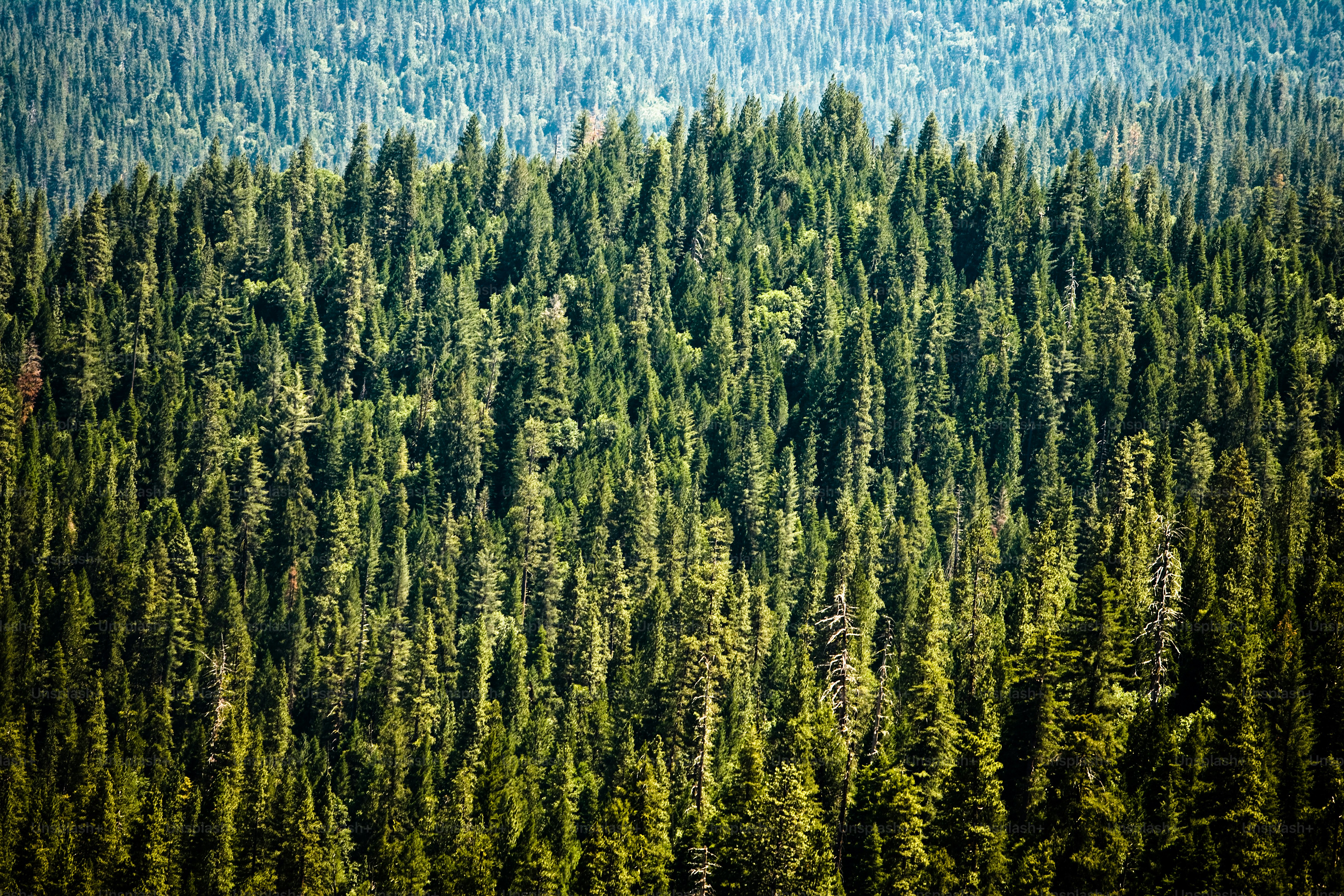 A forest filled with lots of tall green trees photo – North america ...