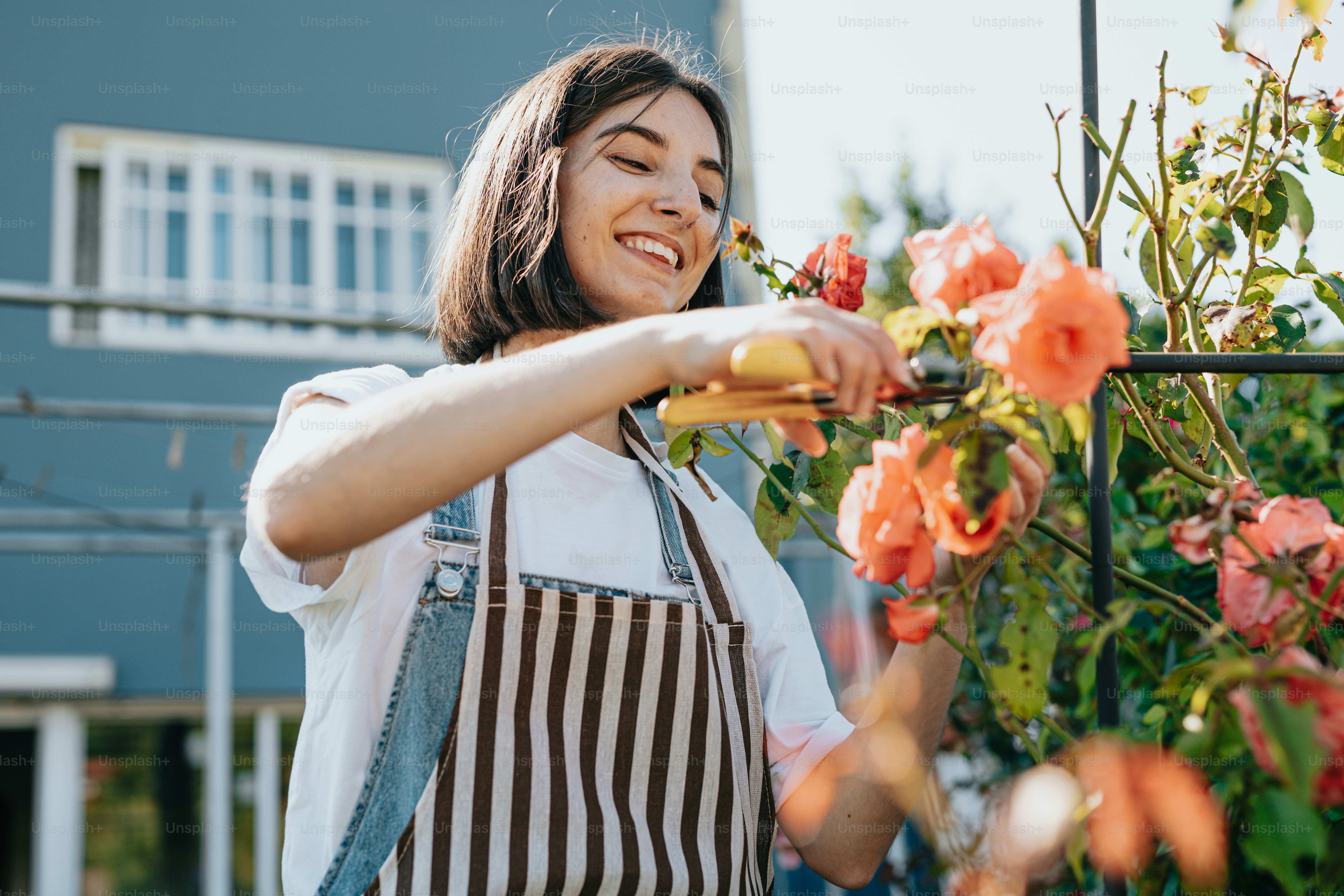 A woman in a striped apron trimming a bush of flowers photo – Woman ...