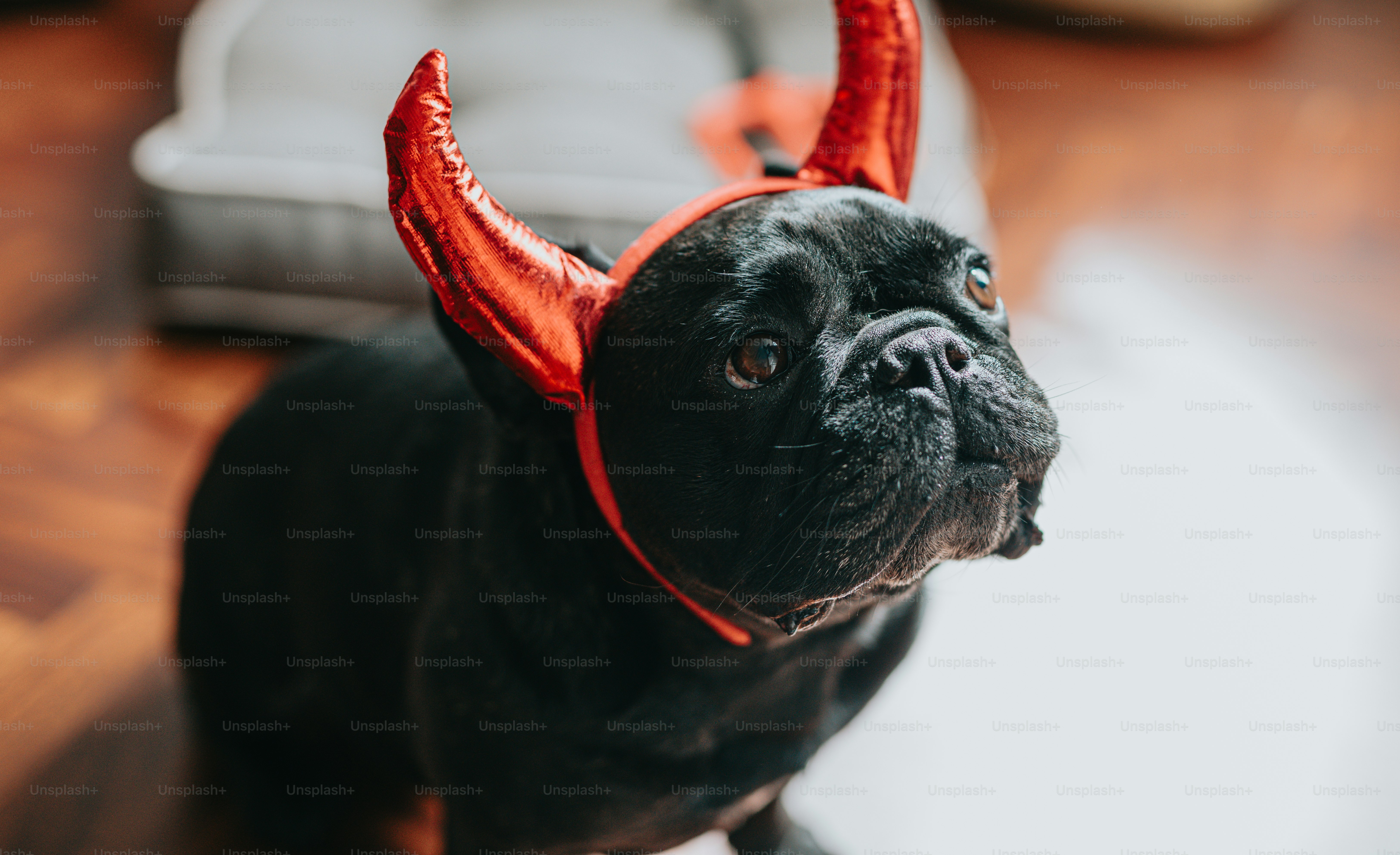 45,628+ Scary Dog Pictures | Download Free Images on Unsplash