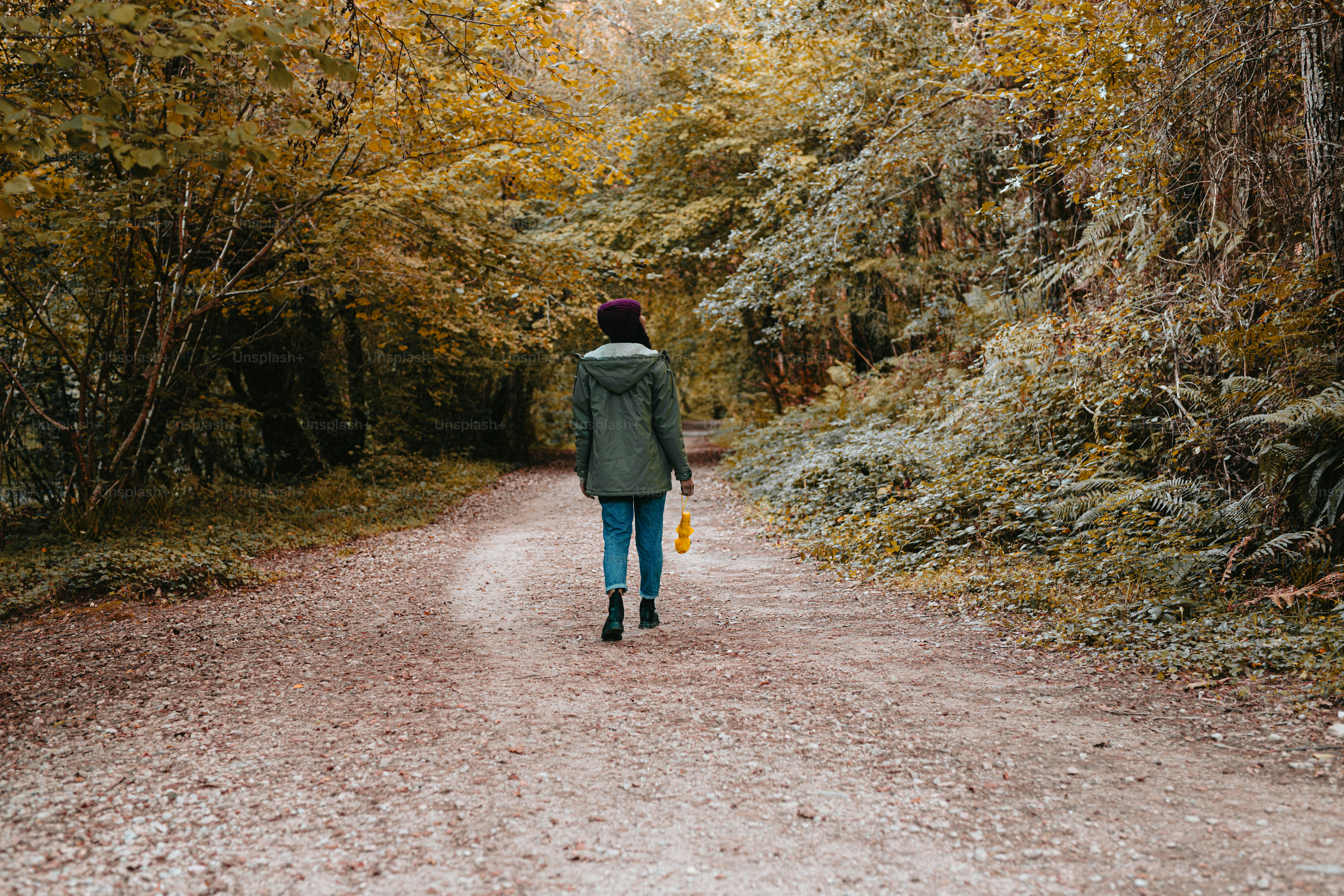A person walking down a path in the woods photo – Fall Image on Unsplash