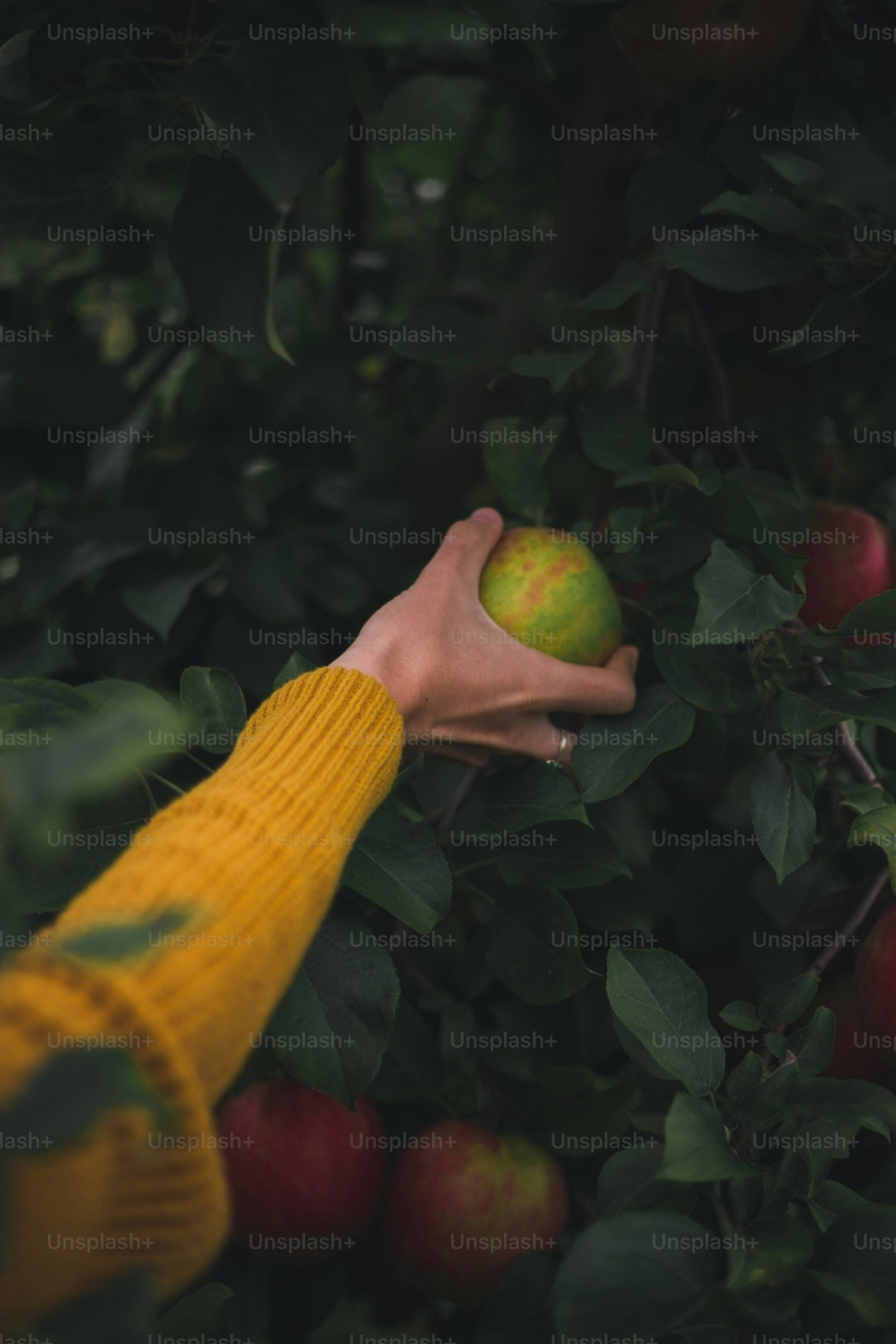 A person picking an apple from a tree photo – Apple Image on Unsplash