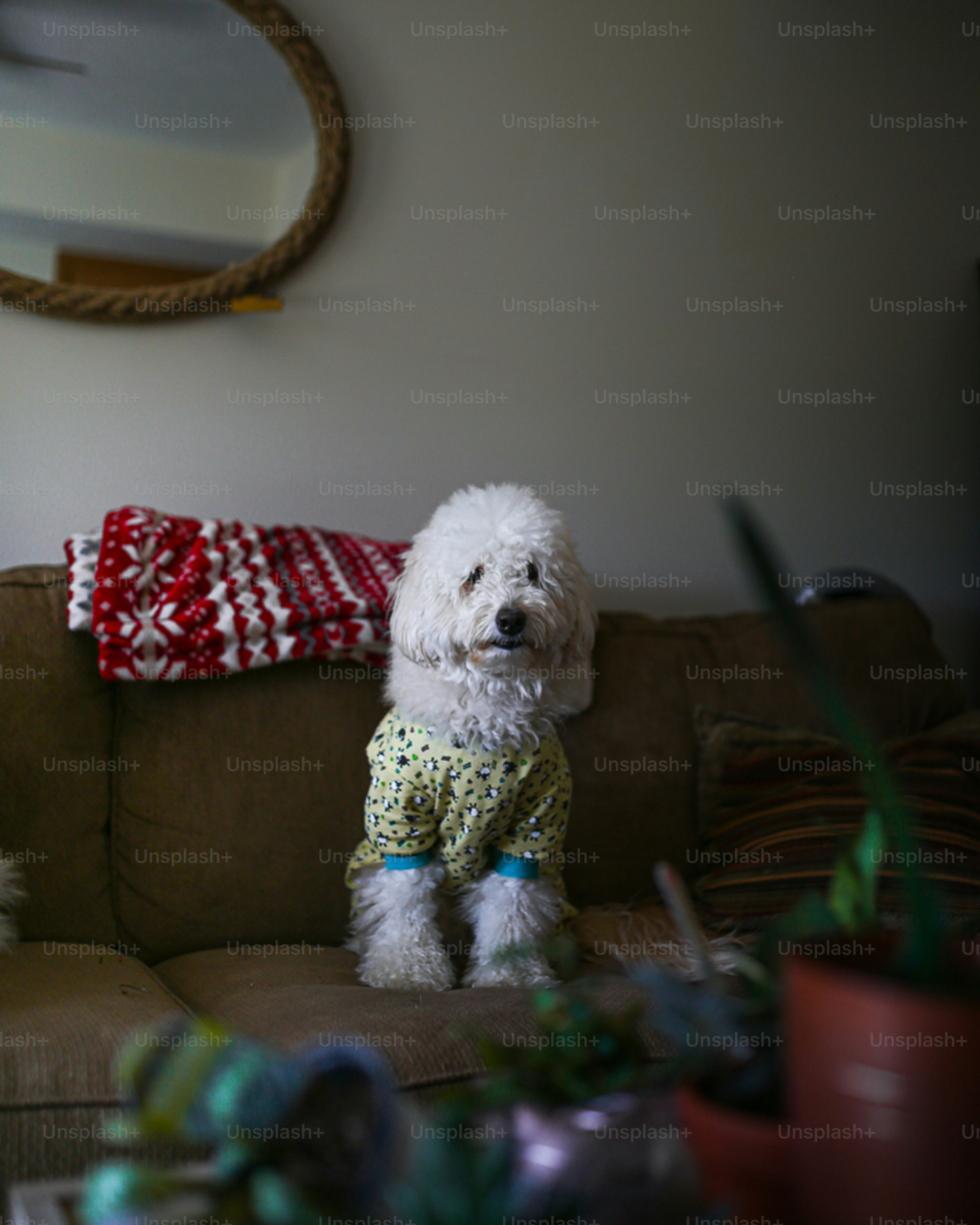Un perro blanco sentado encima de un sofá marrón foto – Imagen de ...