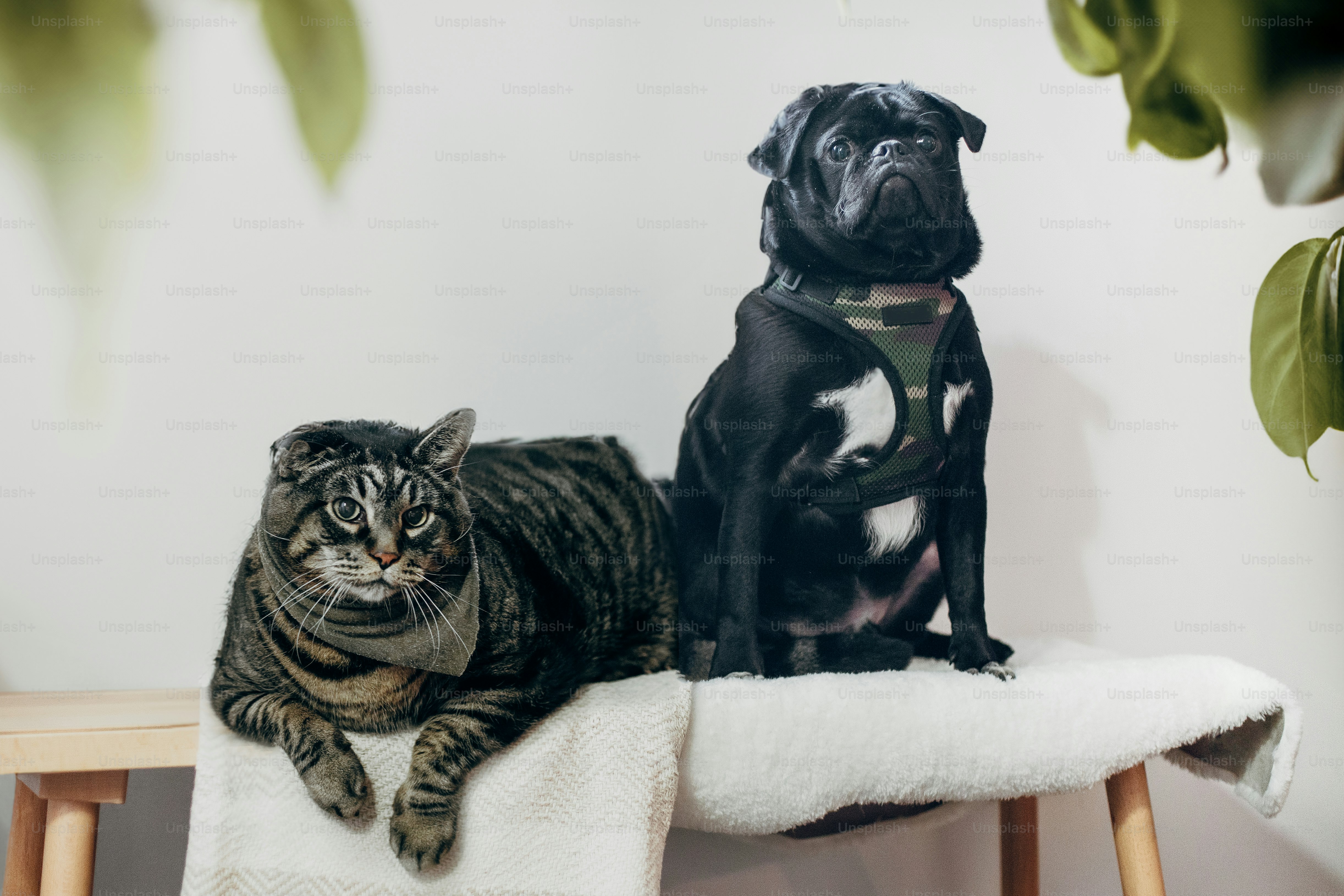 500+ [HQ] Cat And Dog Pictures | Download Free Images on Unsplash