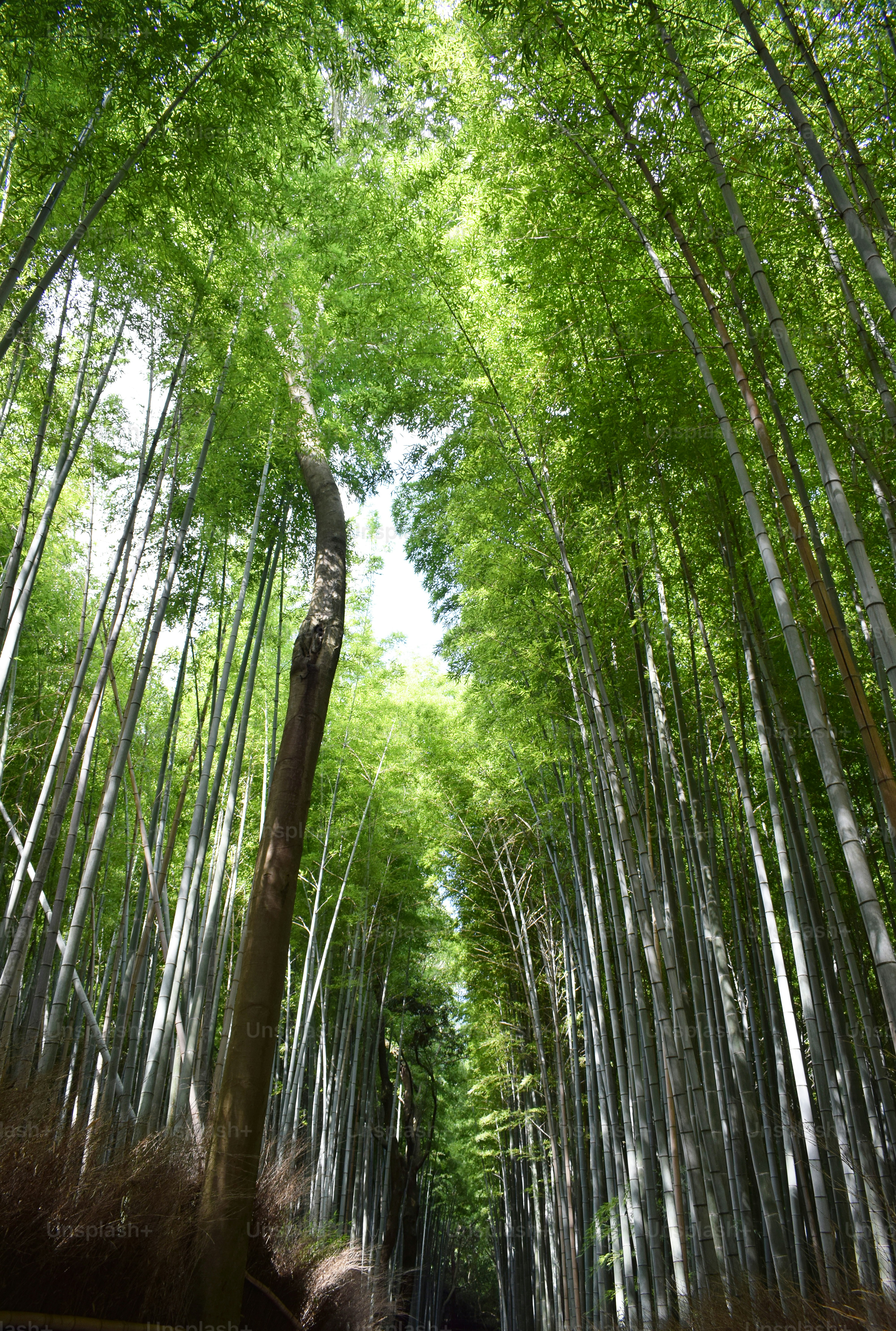 A path through a bamboo forest with lots of tall trees photo – Bamboo ...
