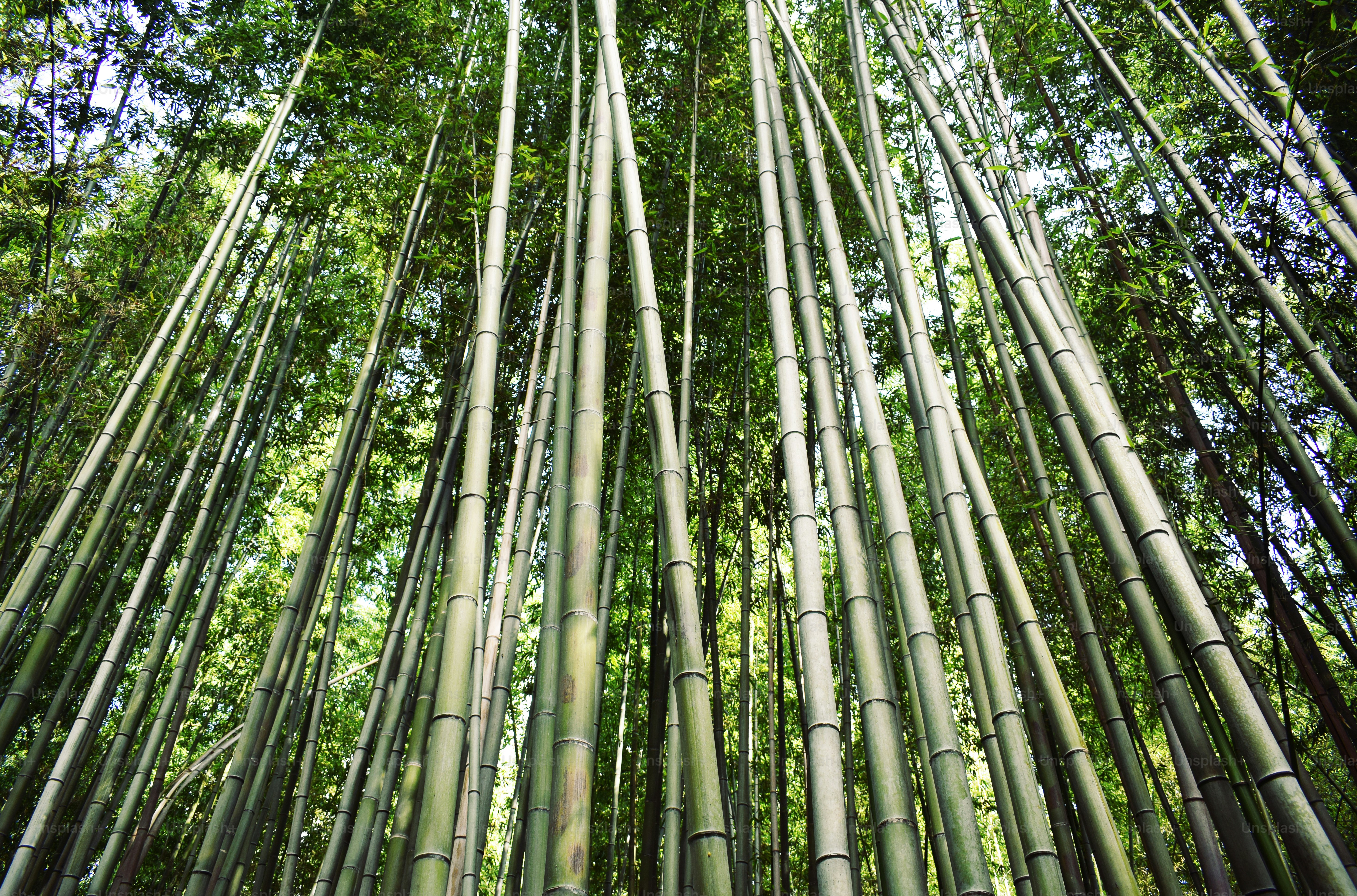 A path through a bamboo forest with lots of tall trees photo – Bamboo ...