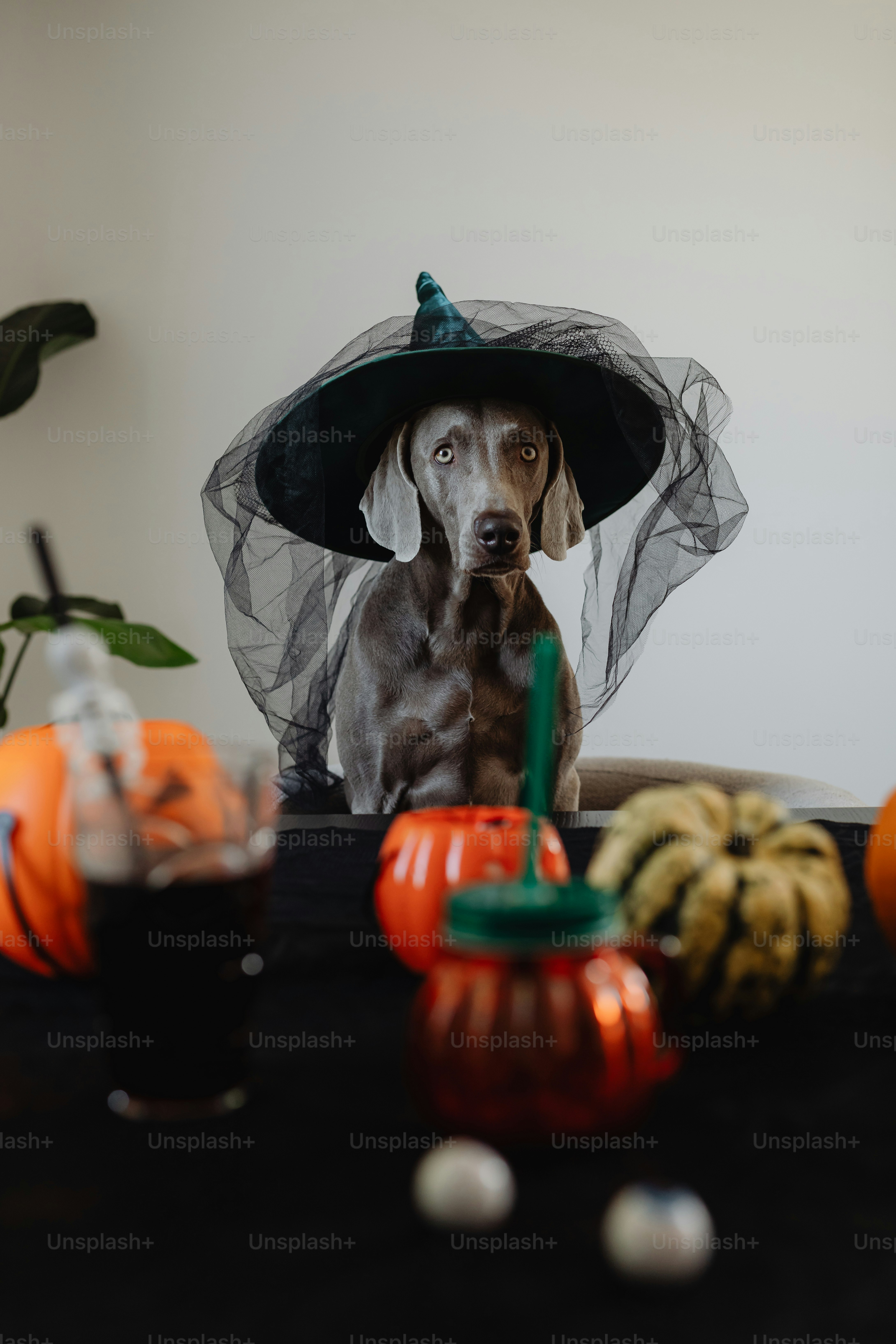 A dog wearing a witches hat sitting on a table photo – Pet Image on ...