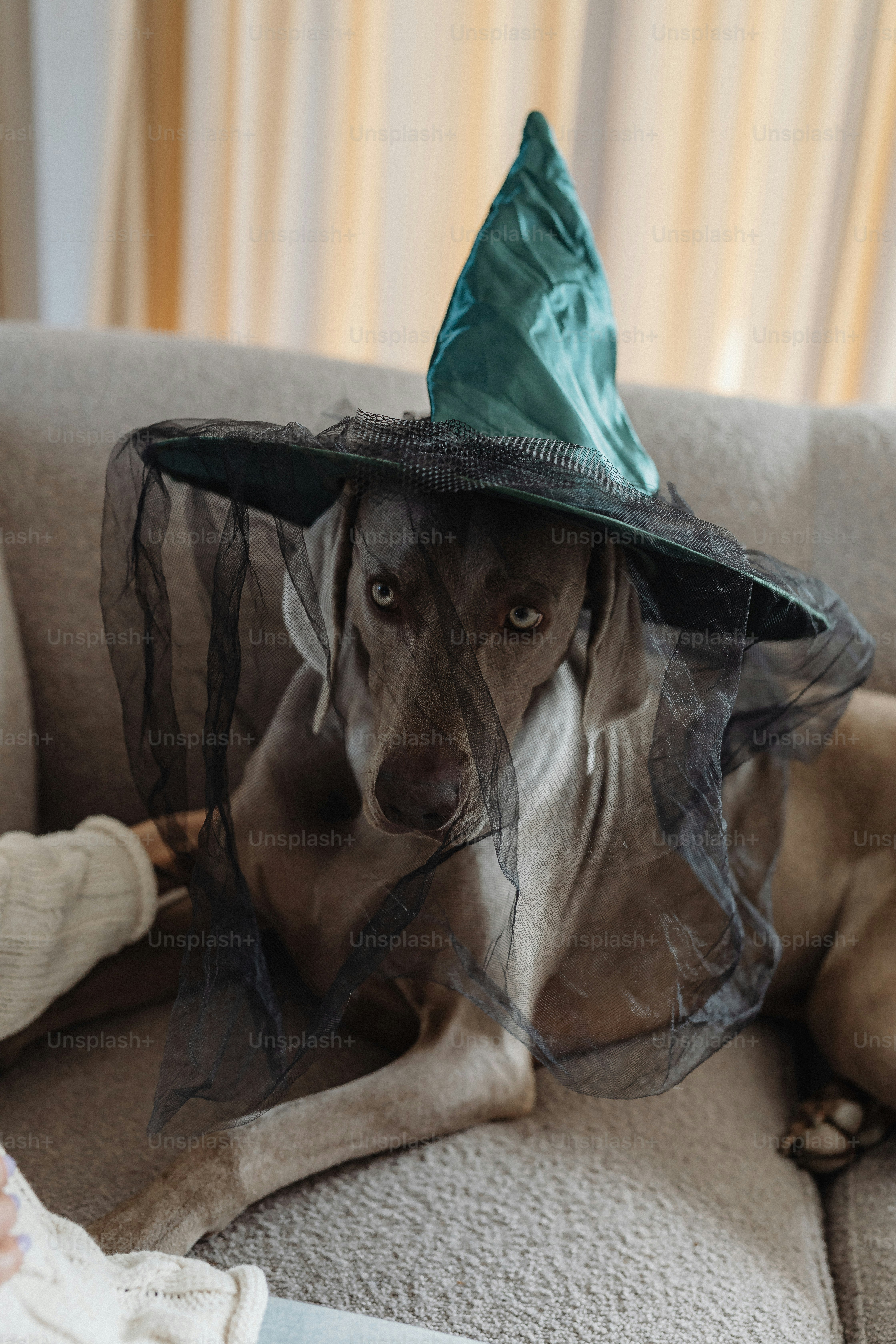 A dog wearing a witches hat sitting on a couch photo – Halloween Image ...