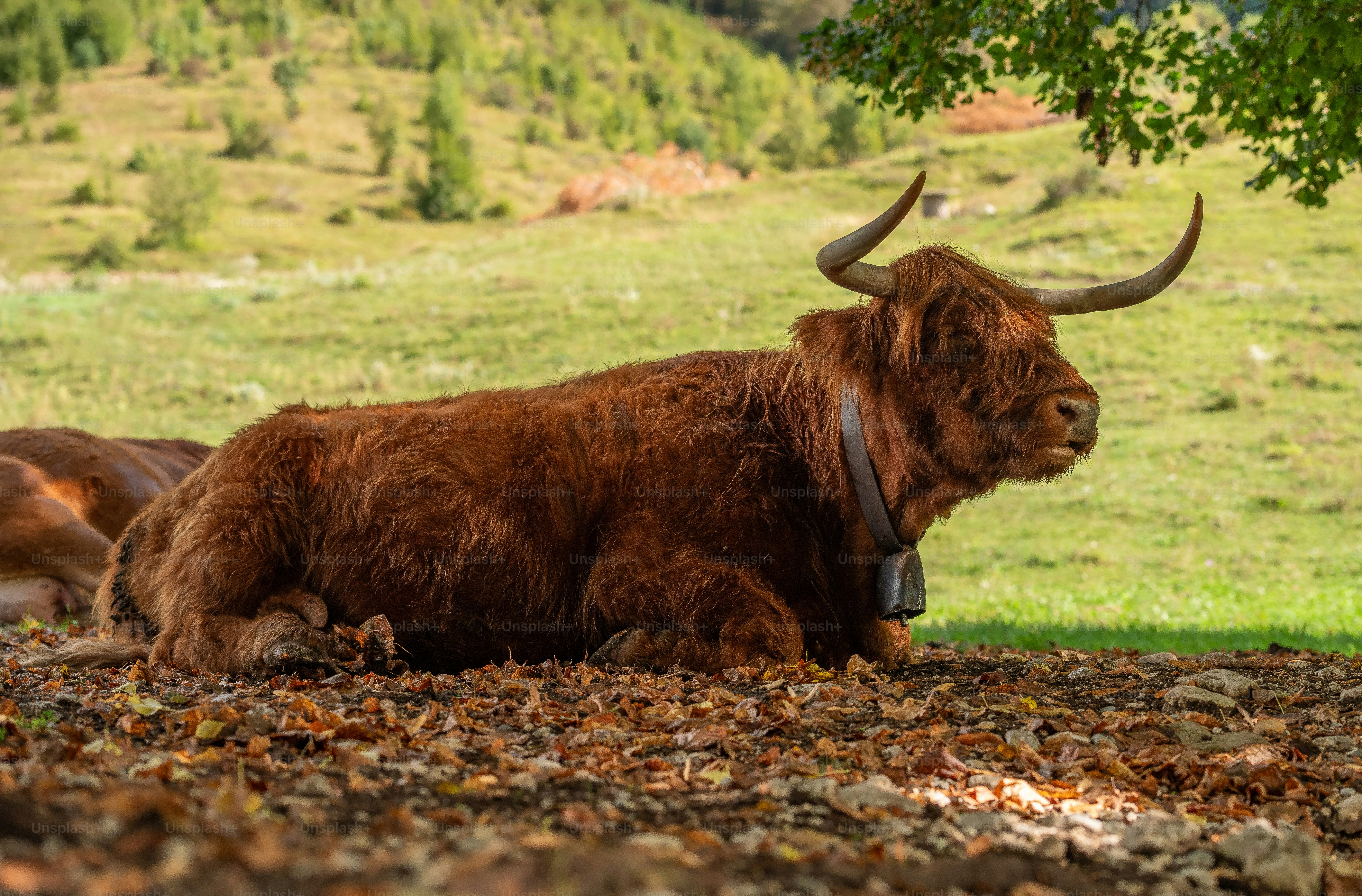 Una vaca marrón acostada en la cima de un exuberante campo verde foto ...