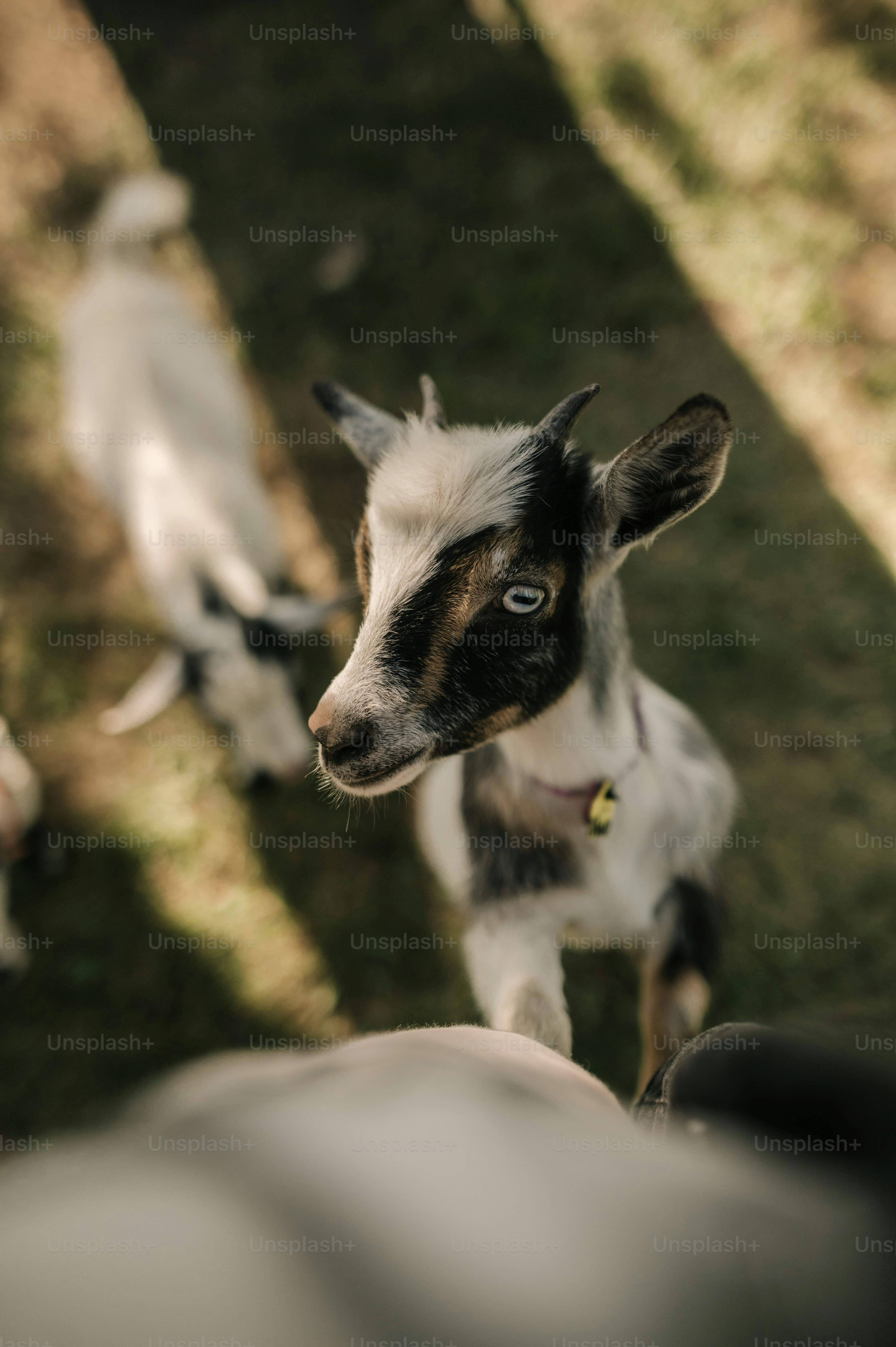A small goat standing on top of a lush green field photo – Goat Image ...