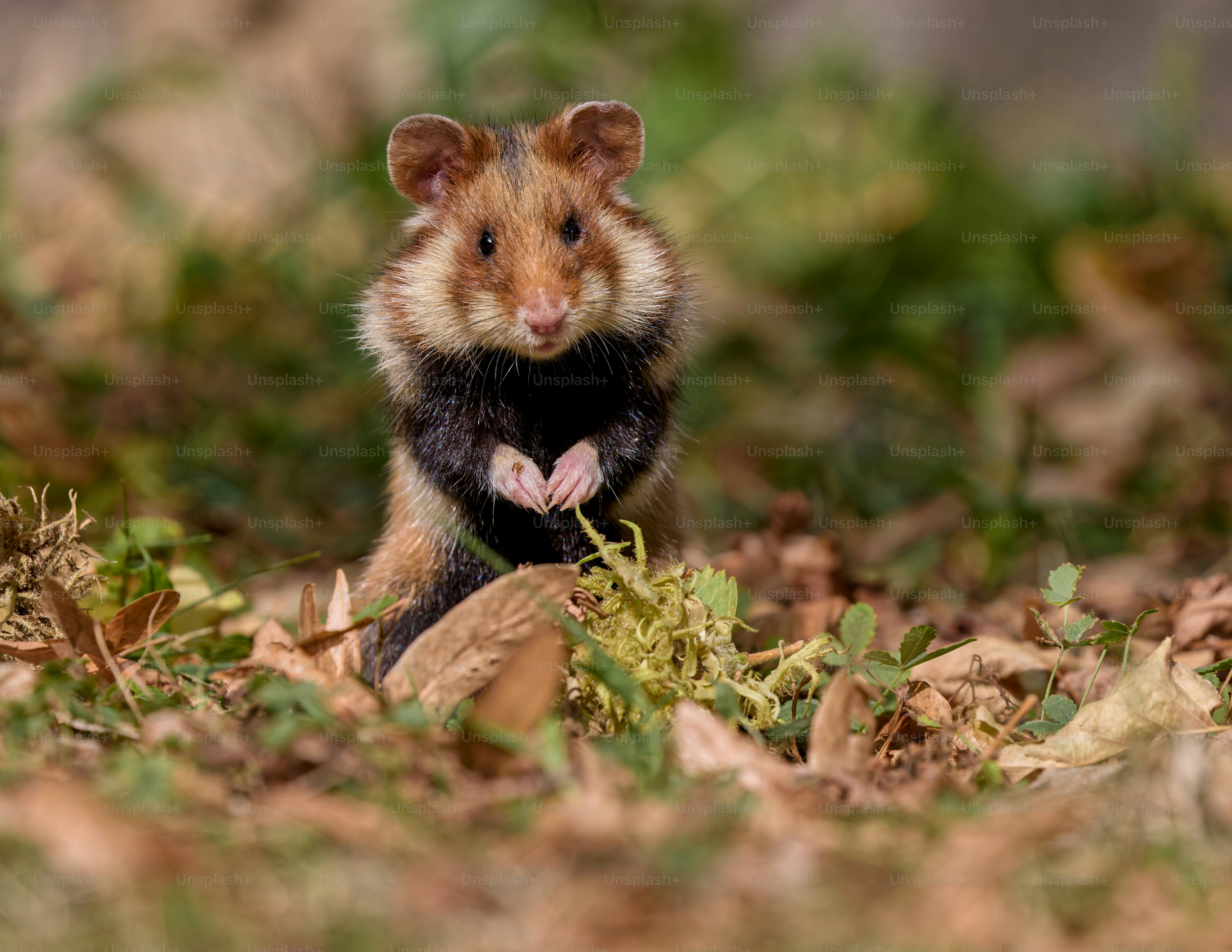 A small rodent standing in a field of leaves photo – Animal Image on ...